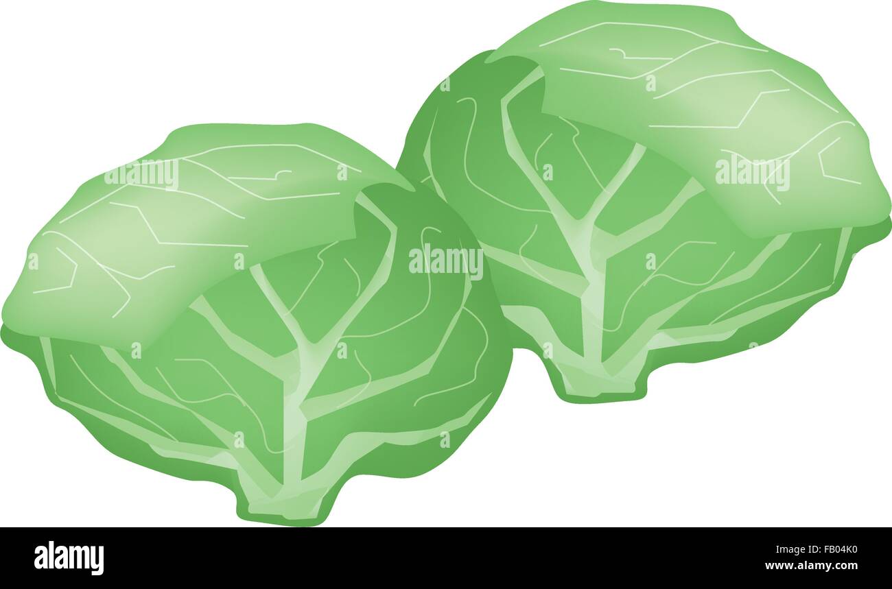 Vegetable, Vector Illustration of Delicious Fresh Green Cabbage ...