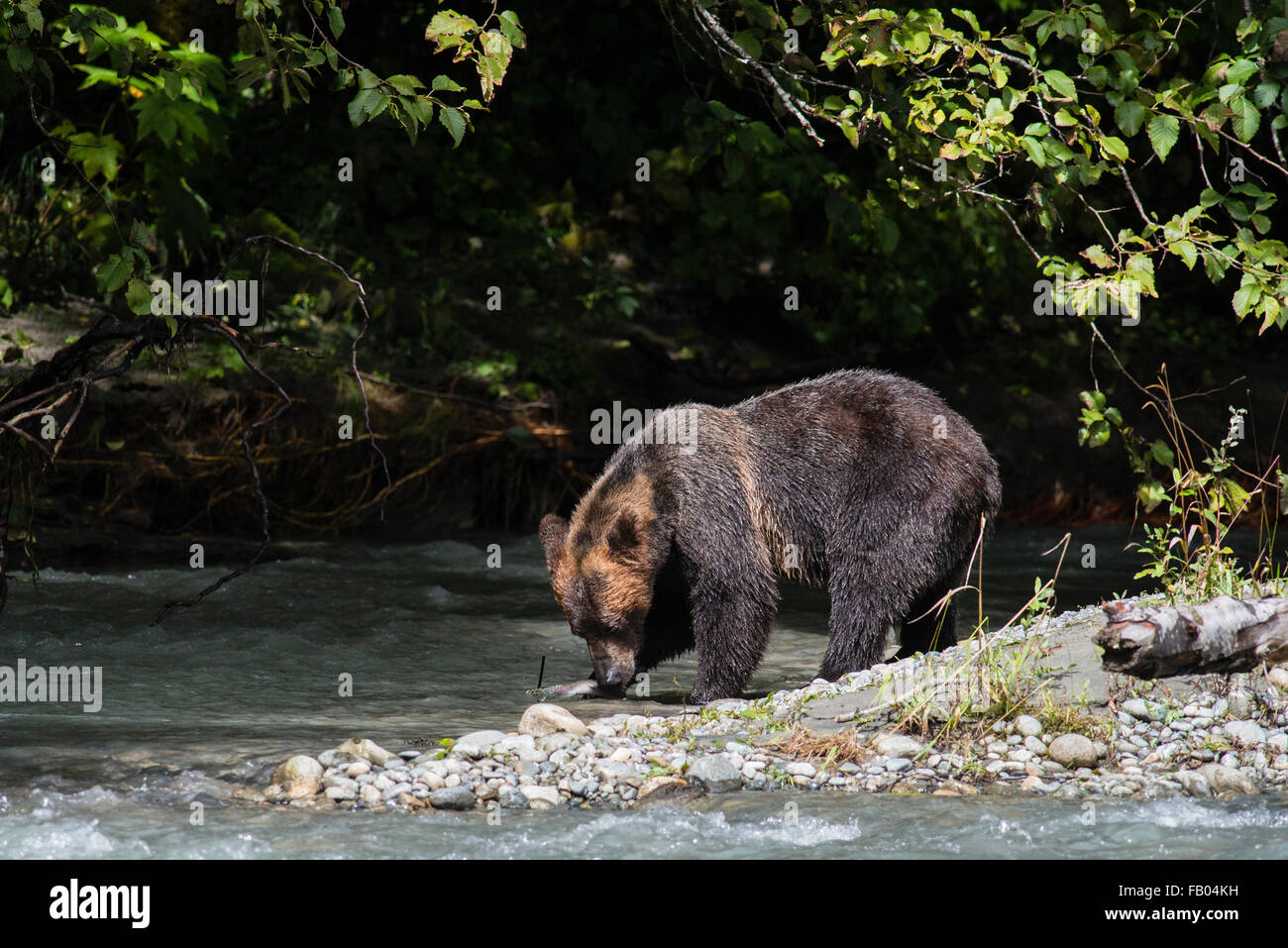 Mainland grizzly (Ursus arctos horribilis), Bute Inlet, Vancouver ...