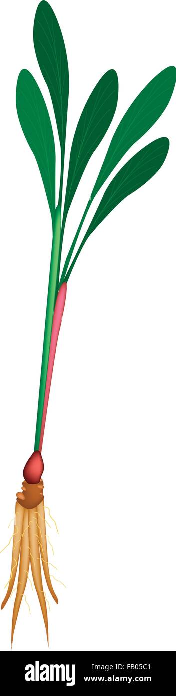 Vegetable and Herb, Vector Illustration of Fresh Fingerroot, Chinese ...