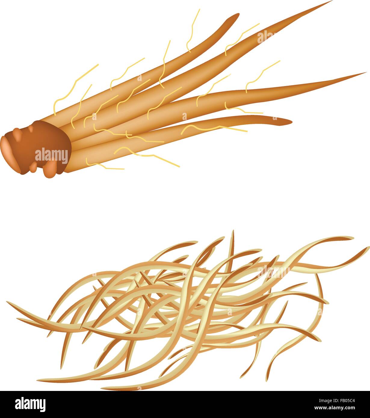 Vegetable and Herb, Vector Illustration of Fresh Julienne Fingerroot ...