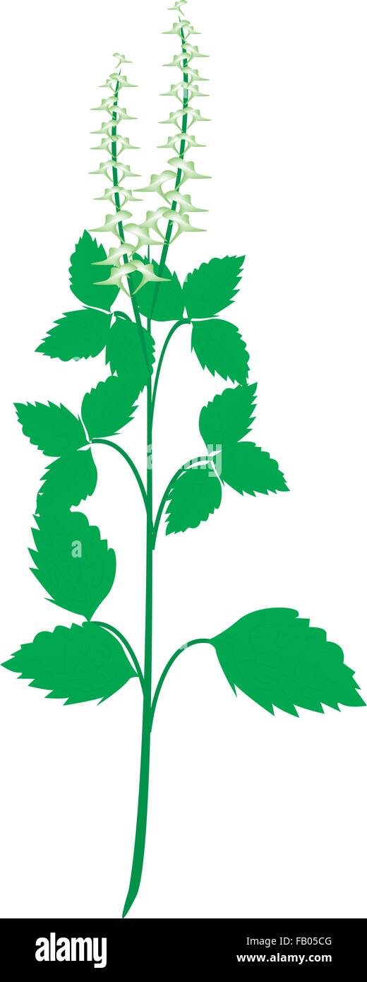 Basil Leaf Vector