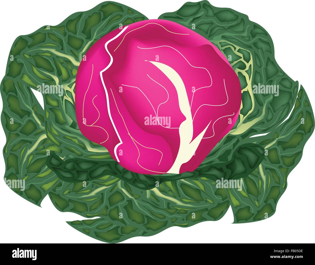 Vegetable, Vector Illustration of Delicious Fresh Purple Cabbage or Red ...
