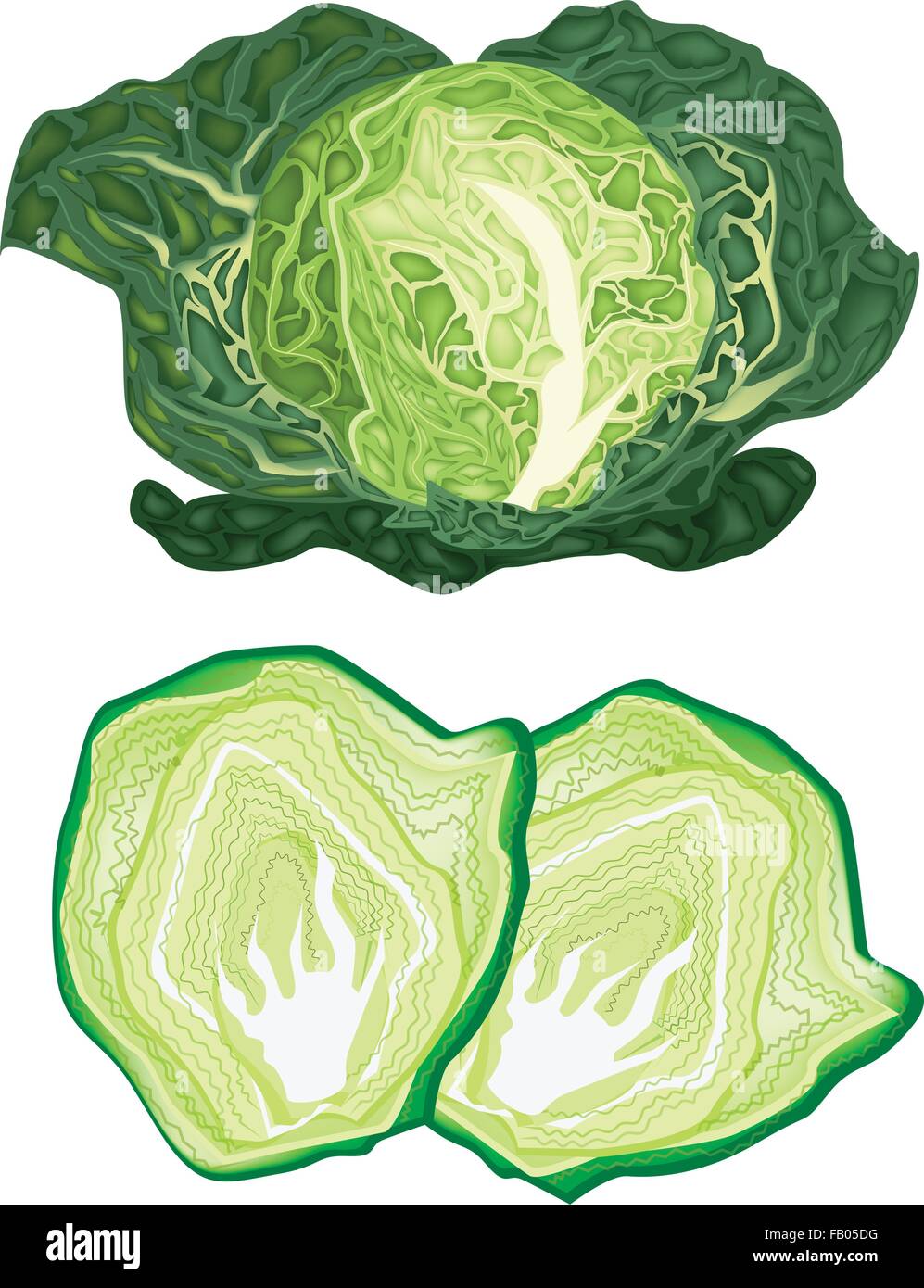 Vegetable, Vector Illustration of Delicious Fresh Green Savoy Cabbage ...