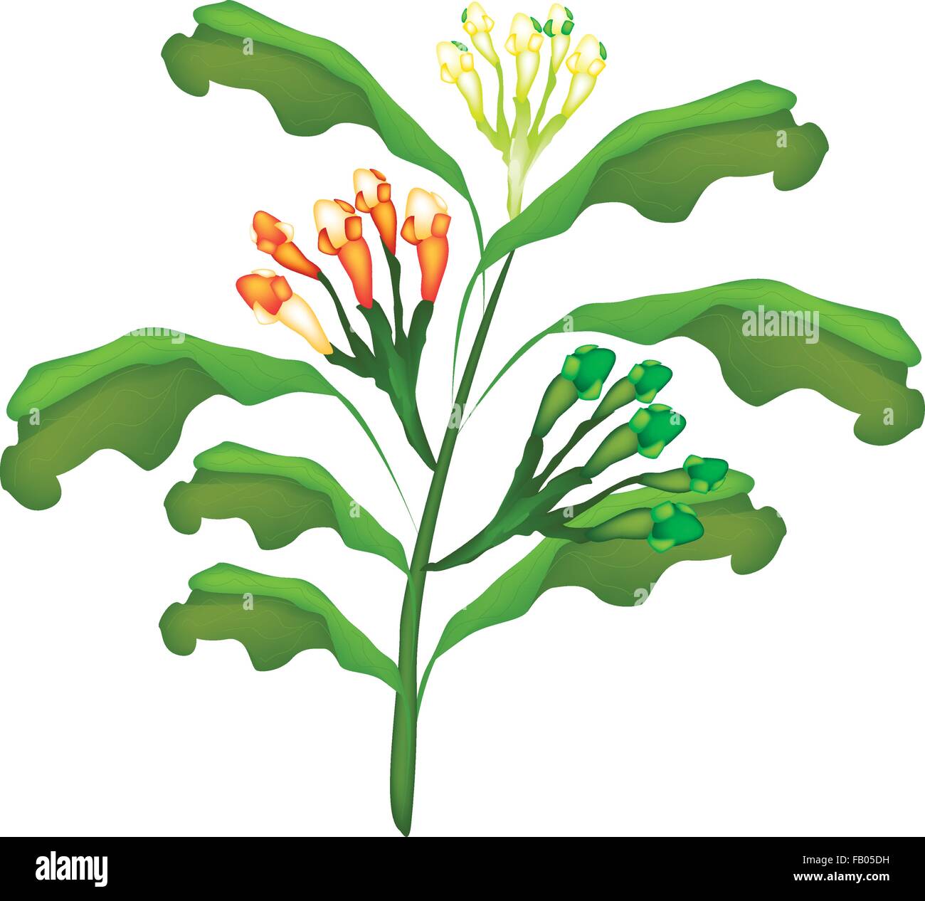 Vegetable and Herb, Vector Illustration of Clove Plant with Green ...