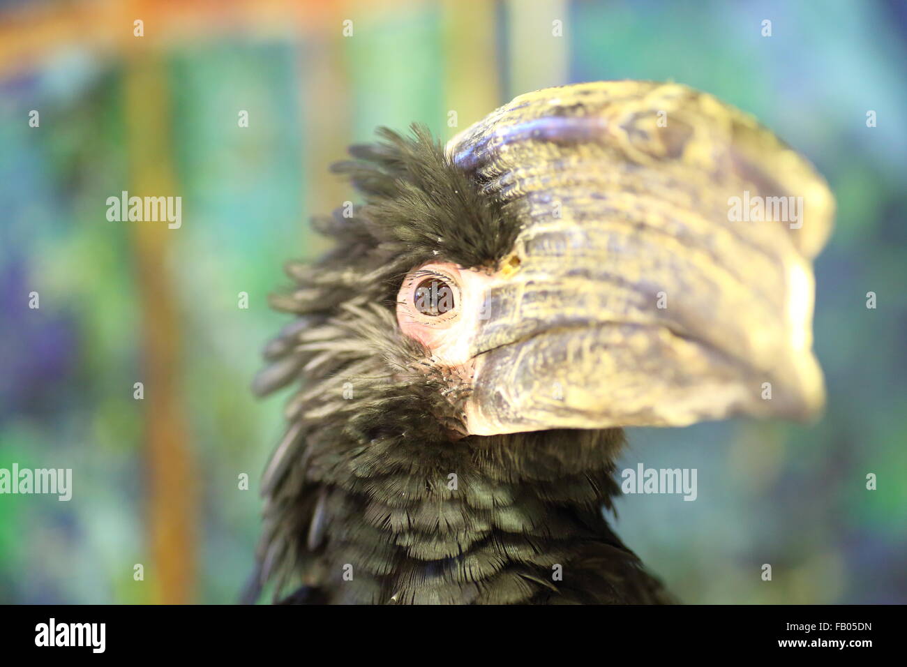 Trumpeter Hornbill (Bycanistes bucinator) close up Stock Photo - Alamy
