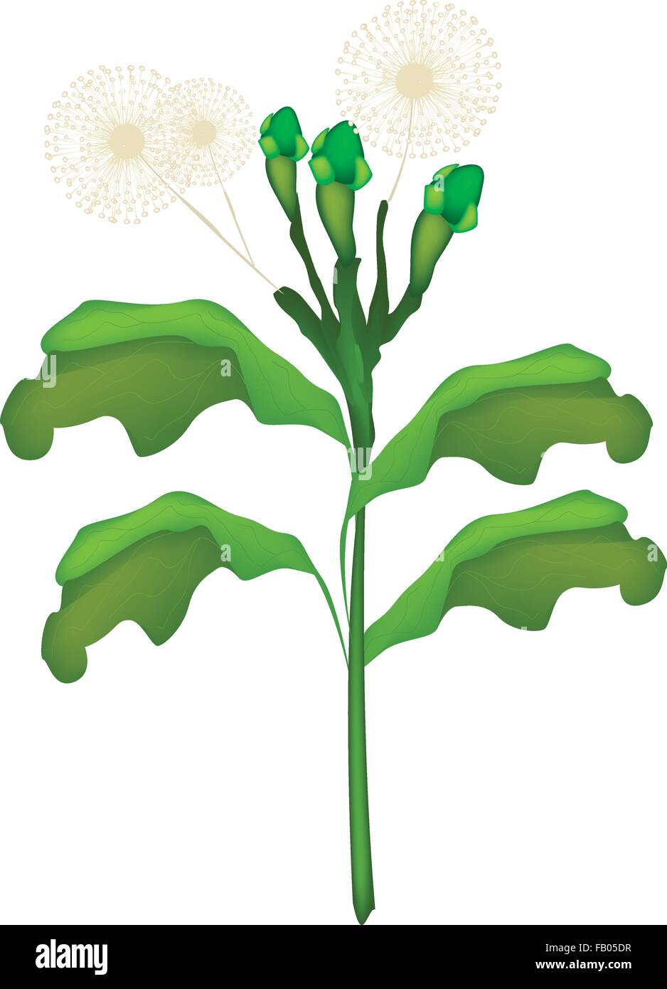 Vegetable and Herb, Vector Illustration of Clove Plant with Green Pods ...