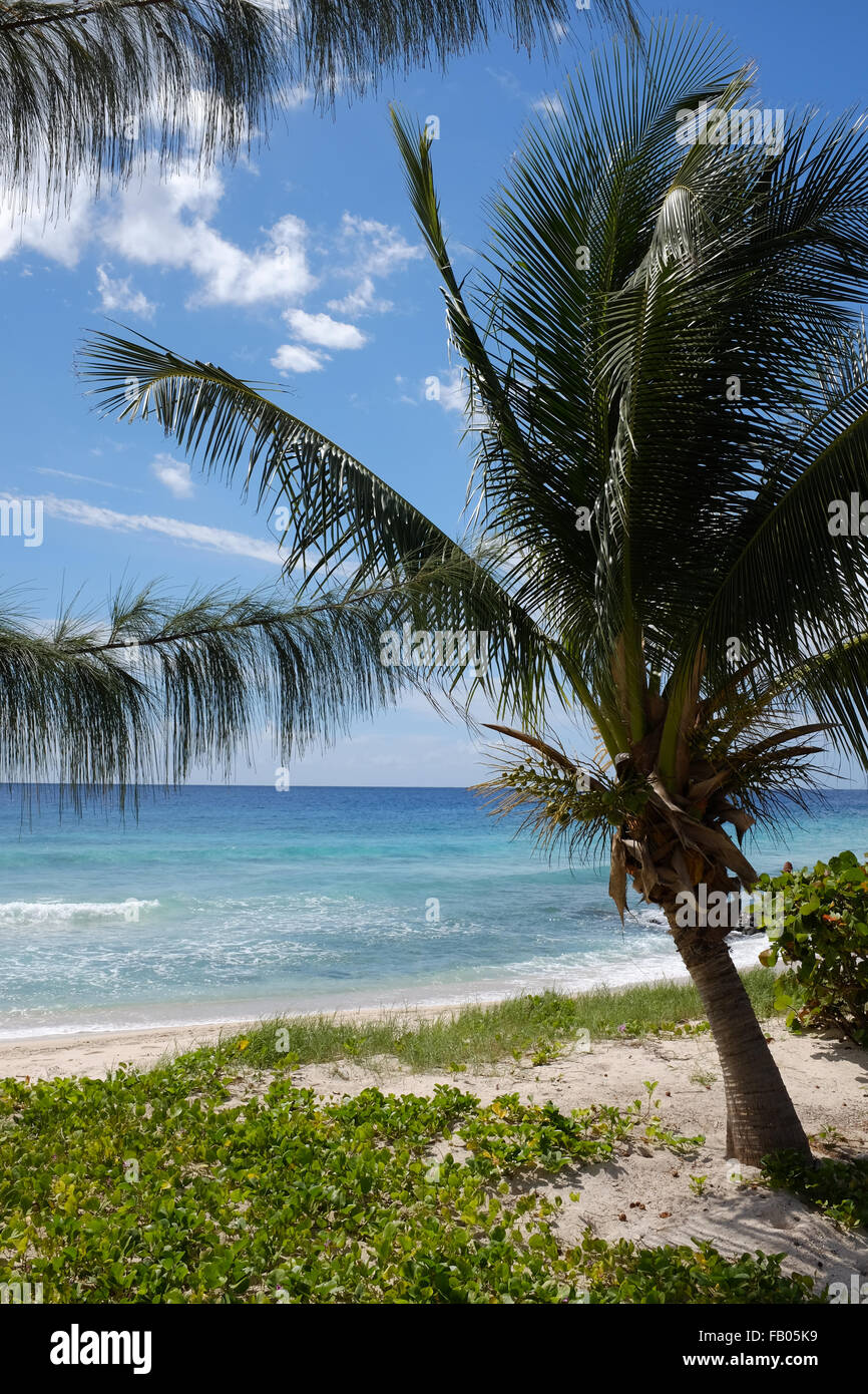 Beach scene Barbados in the Caribbean Stock Photo - Alamy