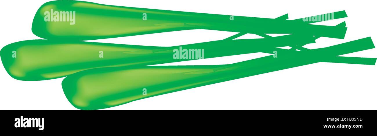 Vector Illustration of Fresh Celery Sticks Isolated on White Background ...
