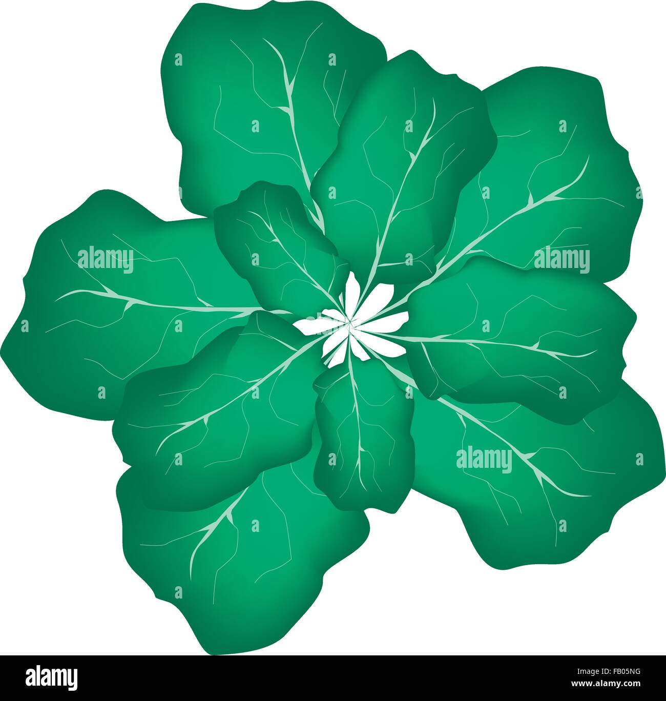 Vegetable, Vector Illustration of Delicious Fresh Green Cabbage ...