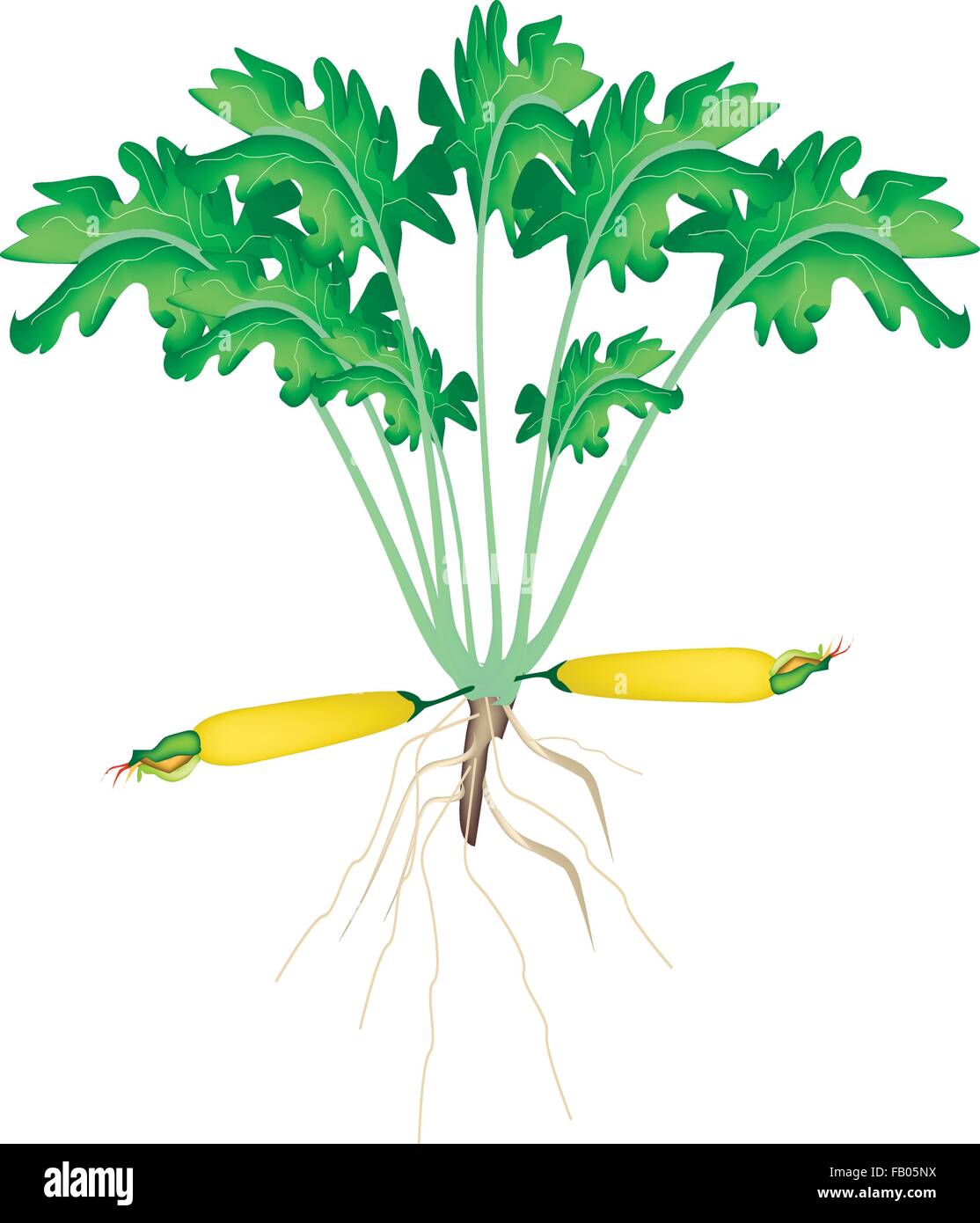 Vegetable and Herb, Vector Illustration of Yellow Zucchini Plant with ...