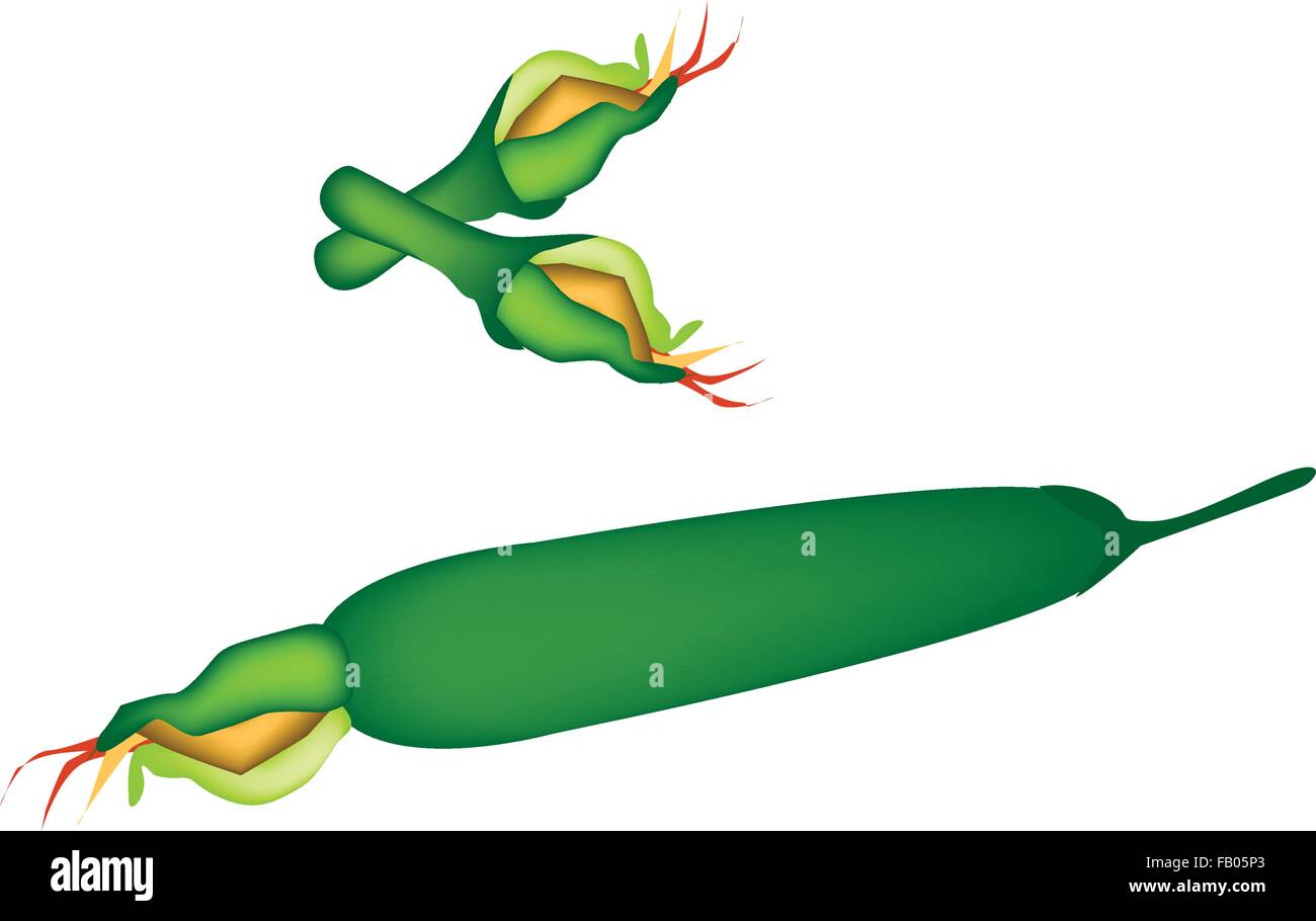 Vegetable and Herb, Vector Illustration of Fresh Green Zucchini and ...