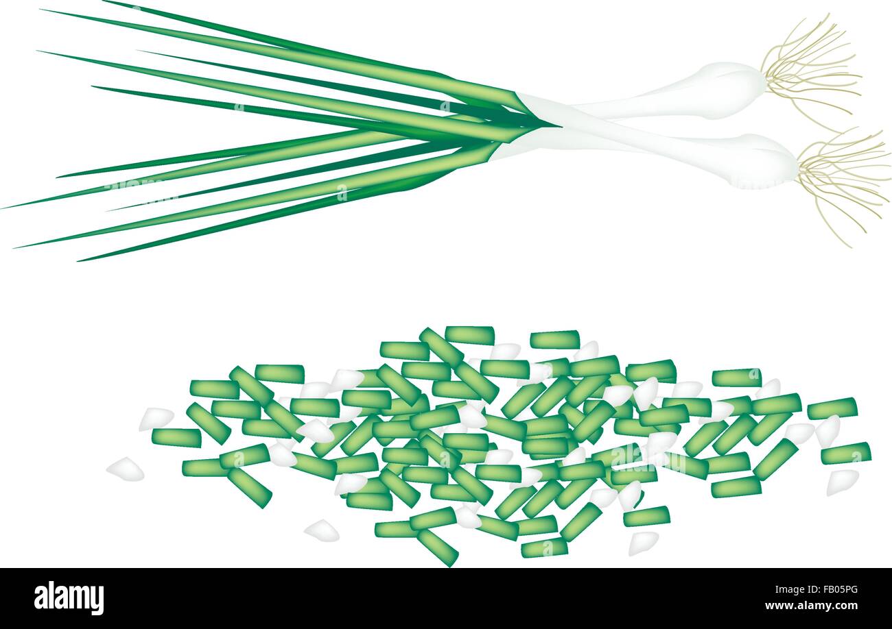 Vegetable and Herb, Vector Illustration of Bunch of Fresh Green Spring ...