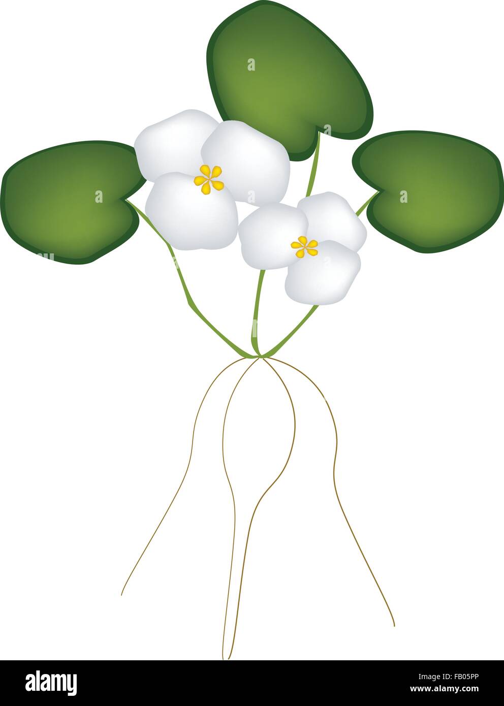 Vegetable and Herb, Vector Illustration A Beautiful White Common ...