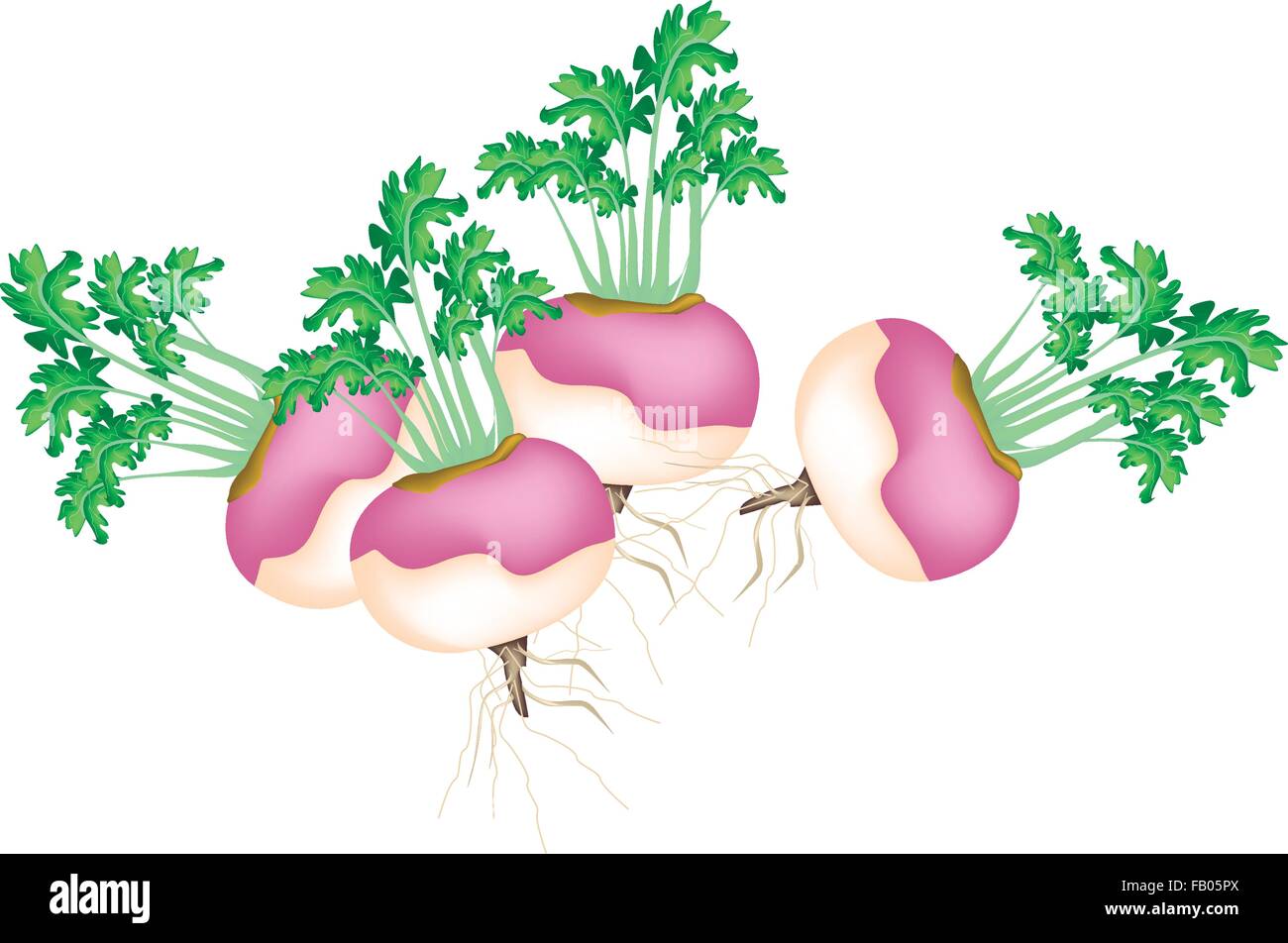 Vegetable, Vector Illustration Stack of of Fresh Purple Turnips with ...