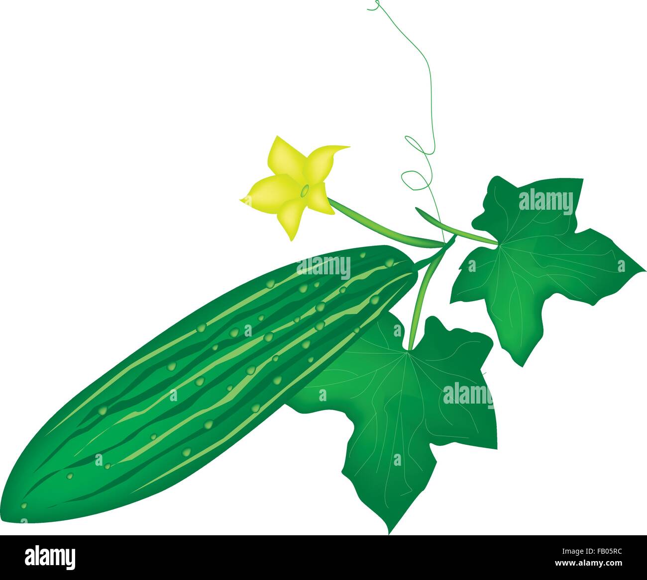 Vegetable and Herb, Vector Illustration of Marrow Plant with Friuts and ...