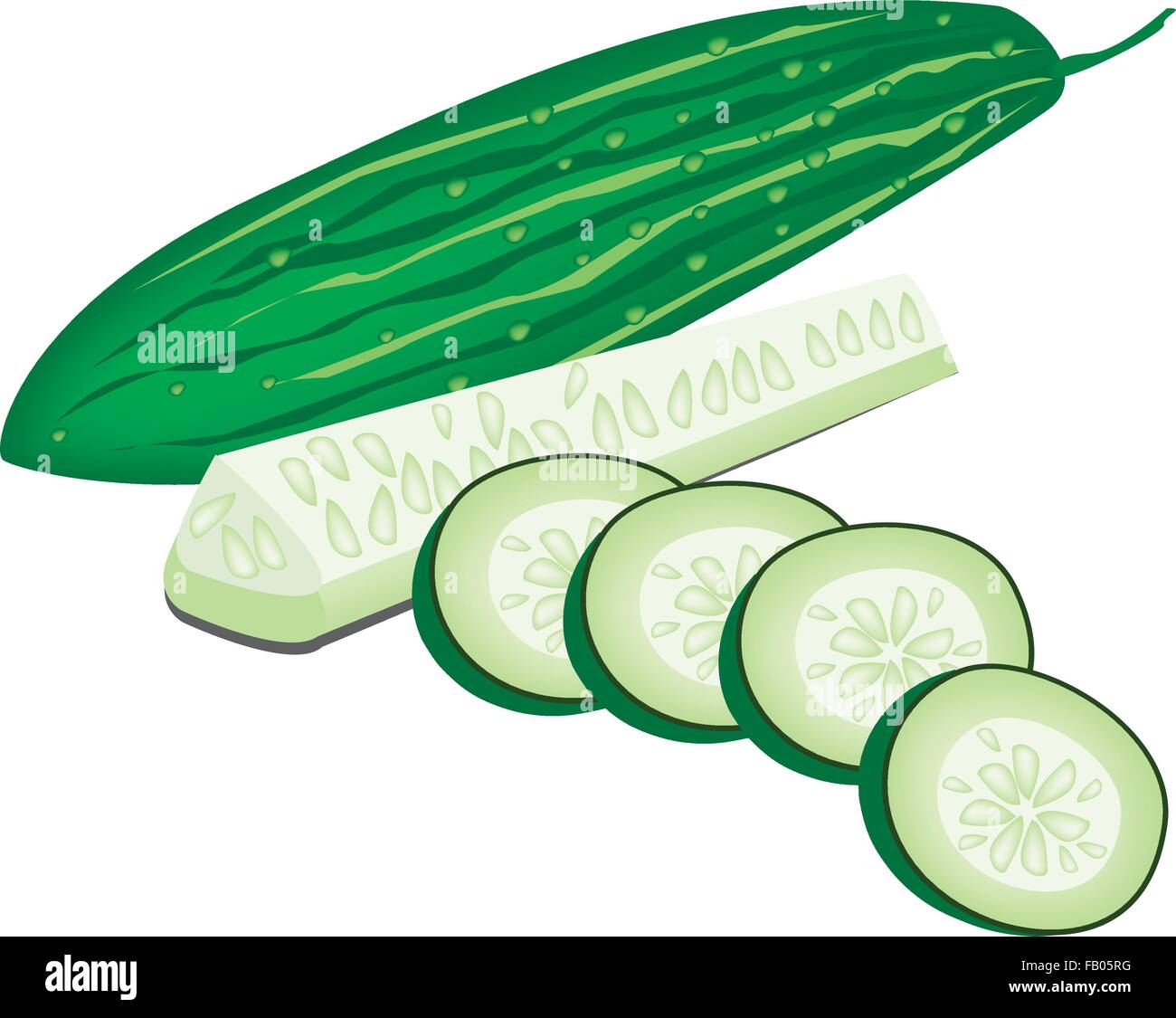 Vegetable and Herb, Vector Illustration of Marrow Slices and Marrow ...