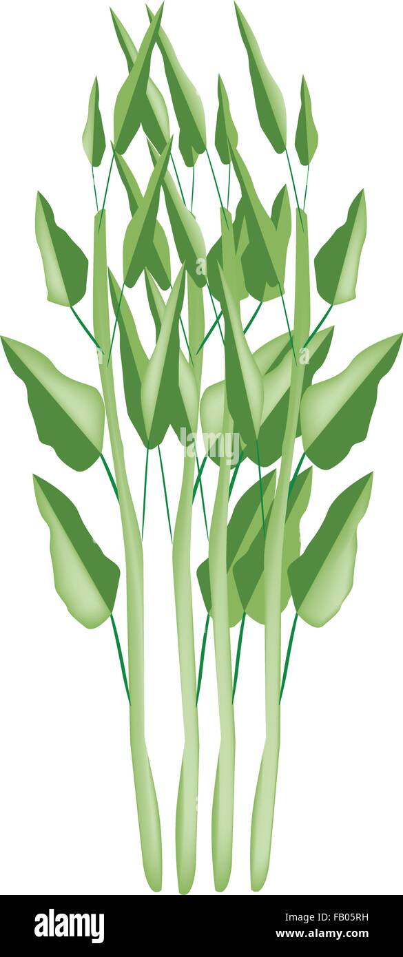 Kangkong Leaves Drawing