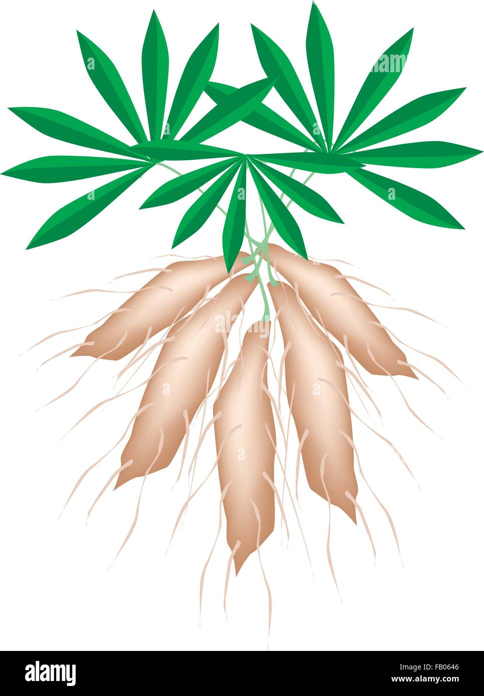 Vegetable, Vector Illustration of Tapioca Plant Cassava with Roots and ...
