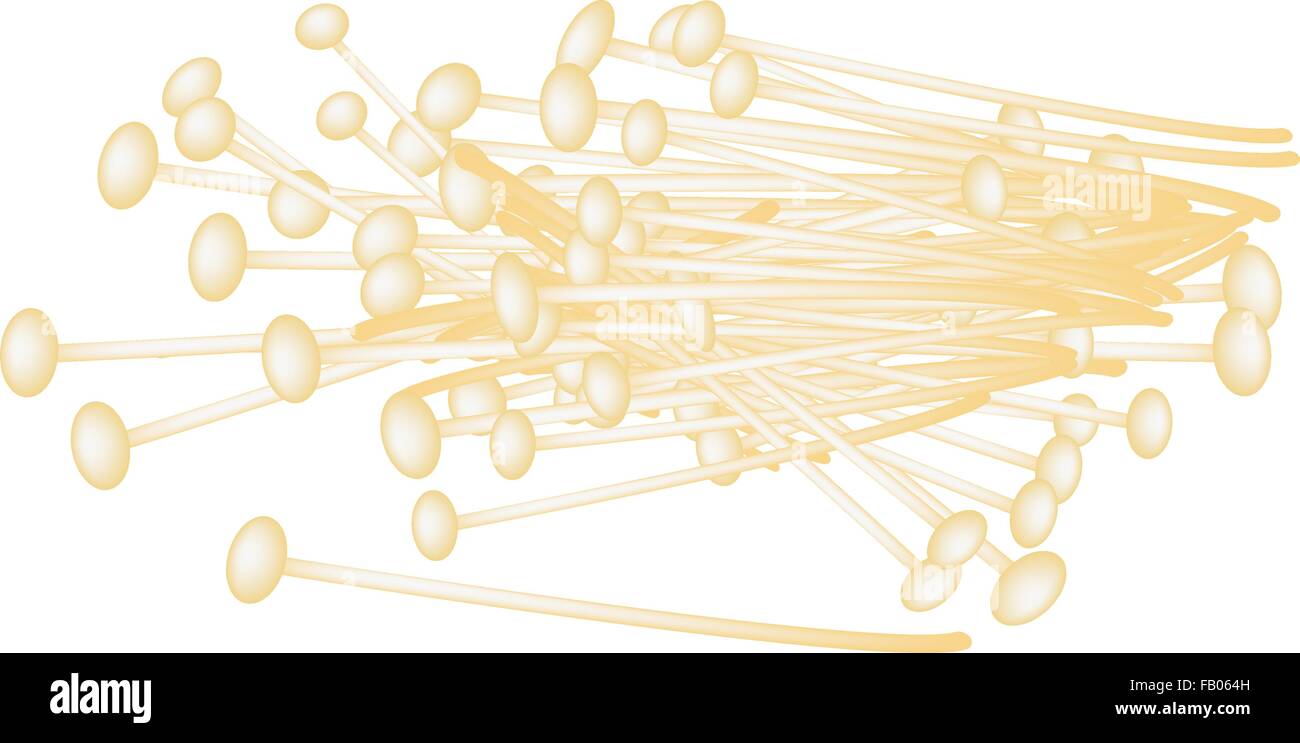 Vegetable, Vector Illustration Stack of Fresh White Enoki Mushrooms ...