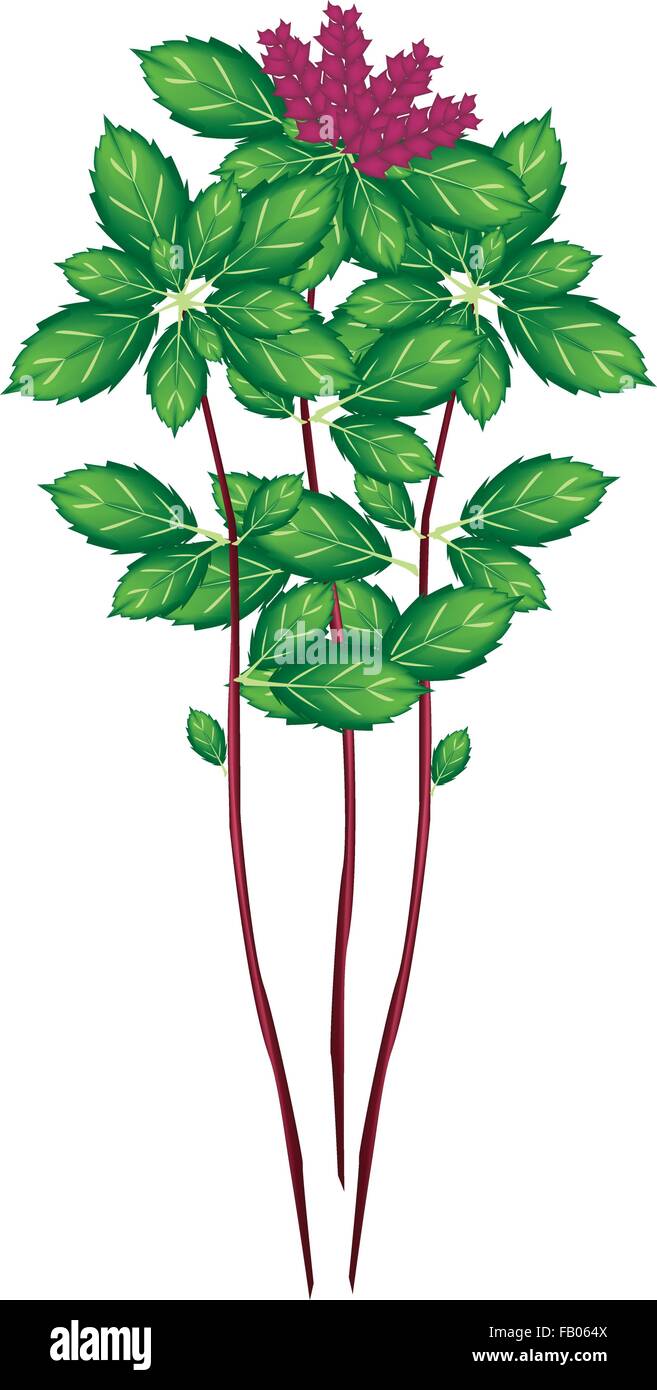 Basil Flower Drawing