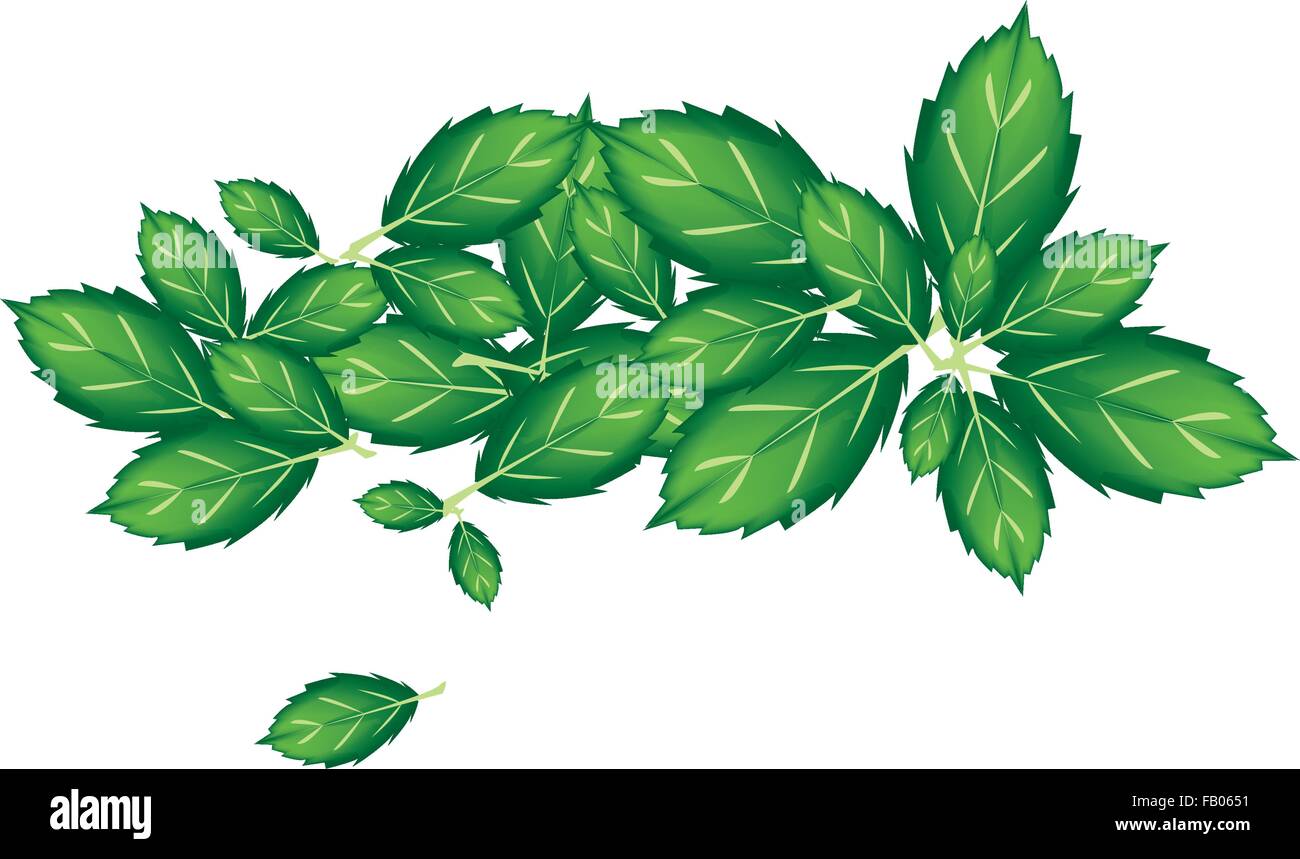 Vegetable and Herb, Vector Illustration Stack of Thai Sweet Basil ...