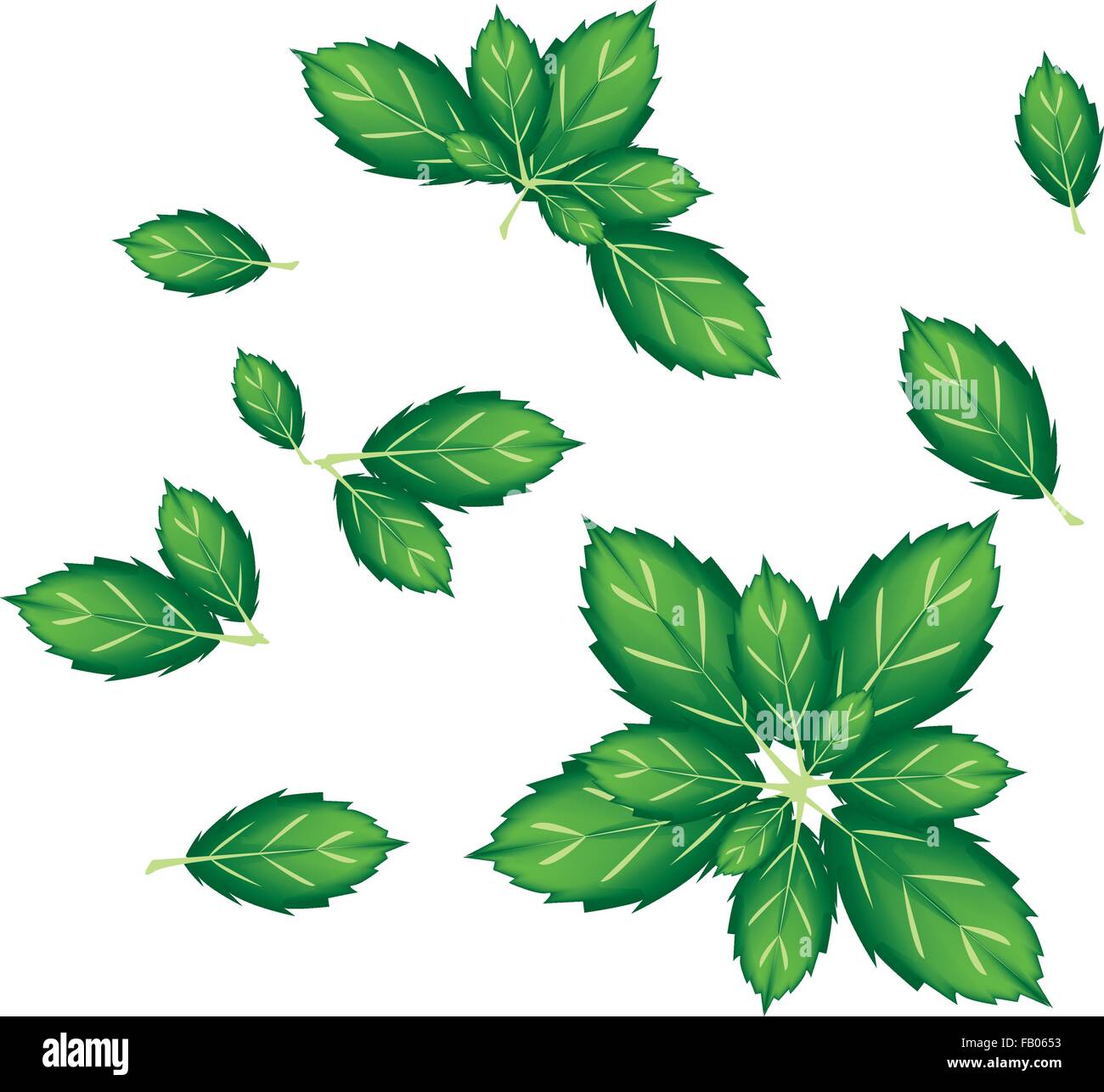 Vegetable and Herb, Vector Illustration Collection of Thai Sweet Basil ...