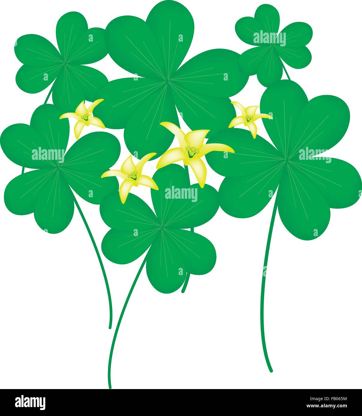 Vegetable and Herb, Vector Illustration of Growing Water Clover Plants ...