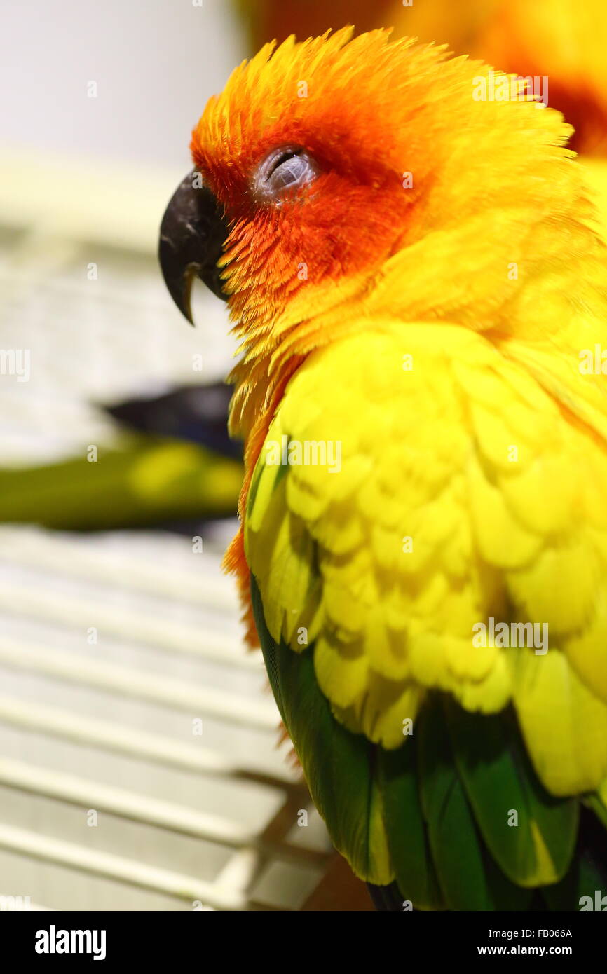 Sun Conure ( Aratinga solstitialis solstitialis Stock Photo - Alamy