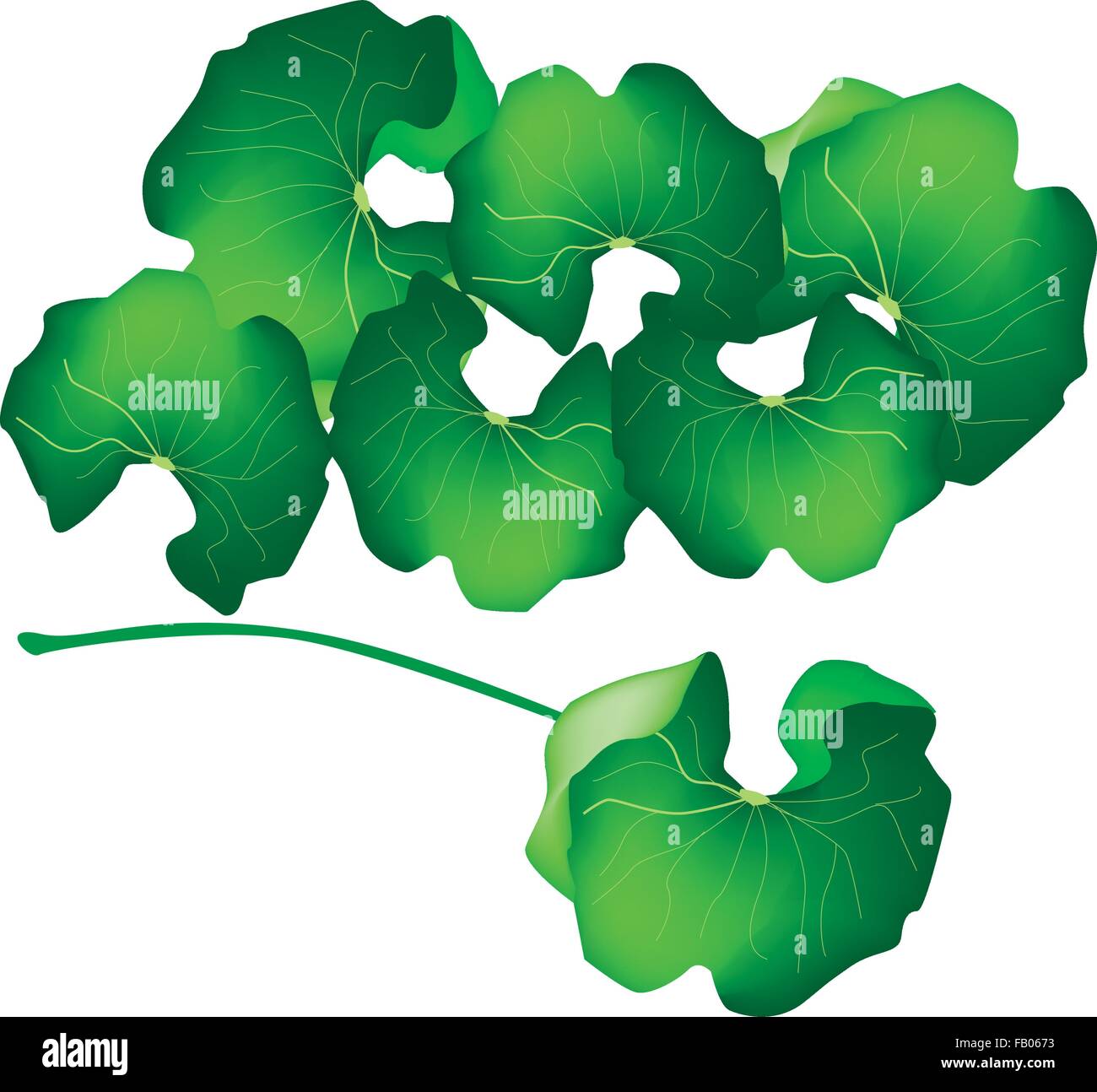 Vegetable and Herb, Vector Illustration Fresh Green Medicinal Centella ...