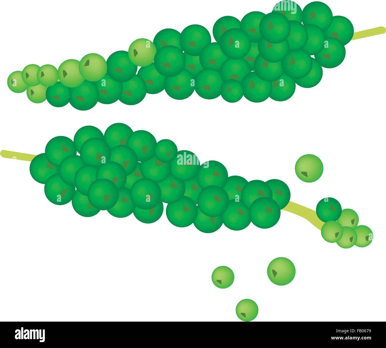 Unripe fruits of the pepper plant Stock Vector Images - Alamy