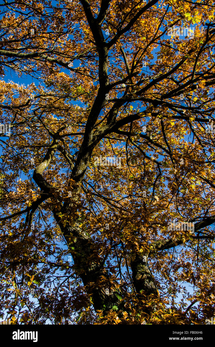 Oak with landscape in early autumn in Italy Stock Photo - Alamy