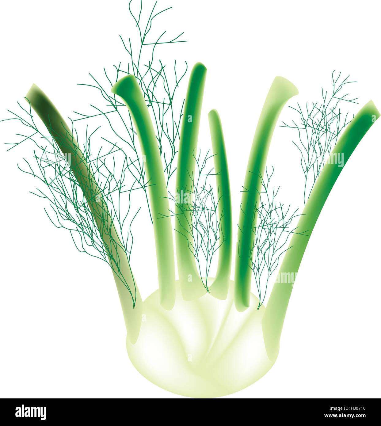 Vegetable, Vector Illustration of A Fresh Fennel Bulb with Stem and ...