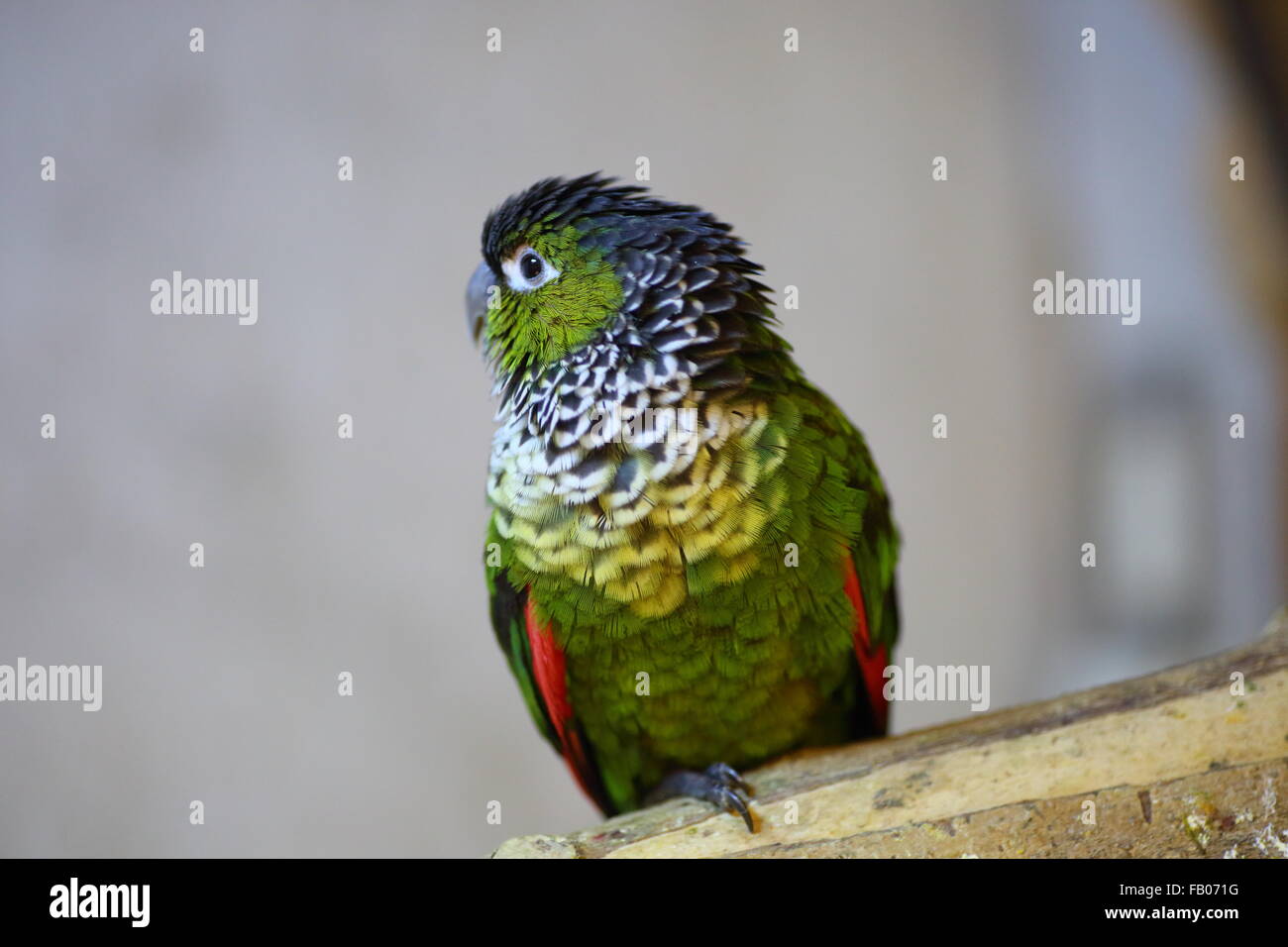 Black-capped Parakeet Pyrrhura rupicola in South America Stock Photo ...