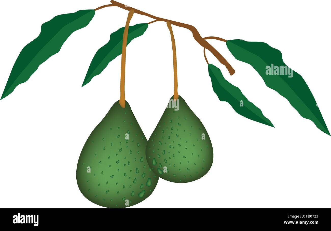 Vector Illustration of Delicious Fresh Green Avocado and Leaves Hanging ...