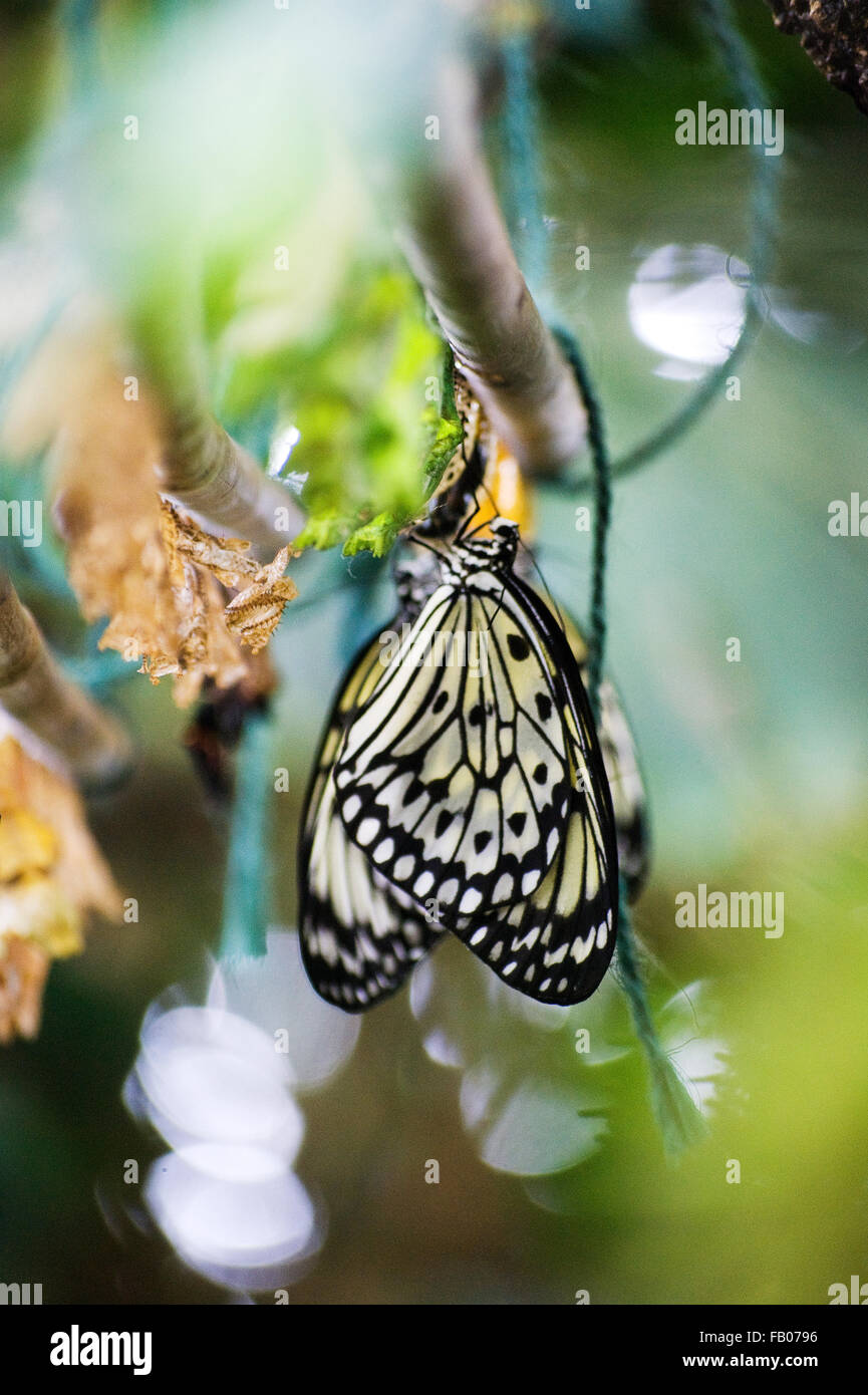 newly emerged butterfly Stock Photo - Alamy