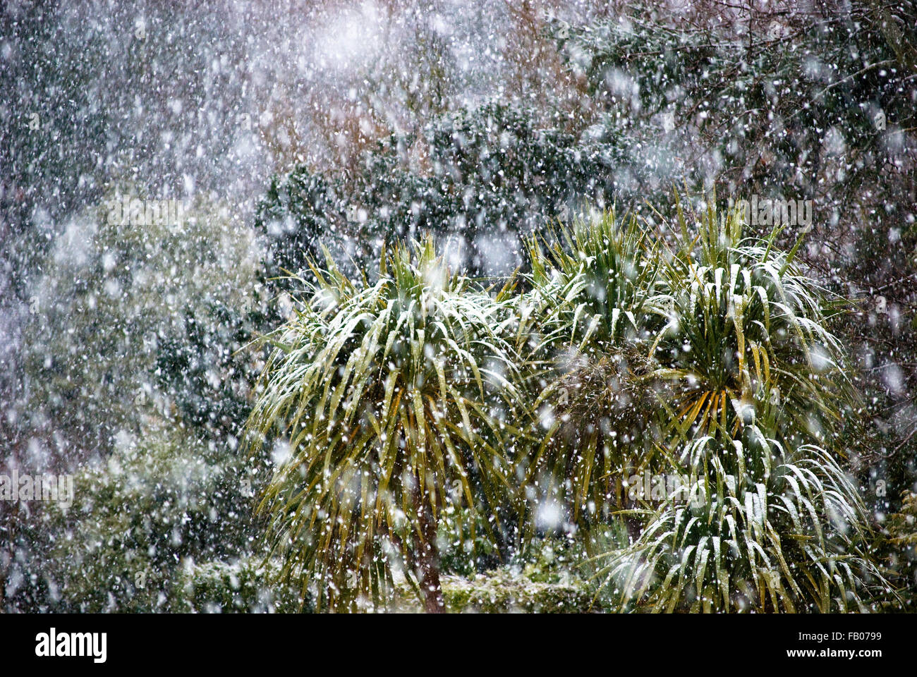 tropical winter storm Stock Photo - Alamy