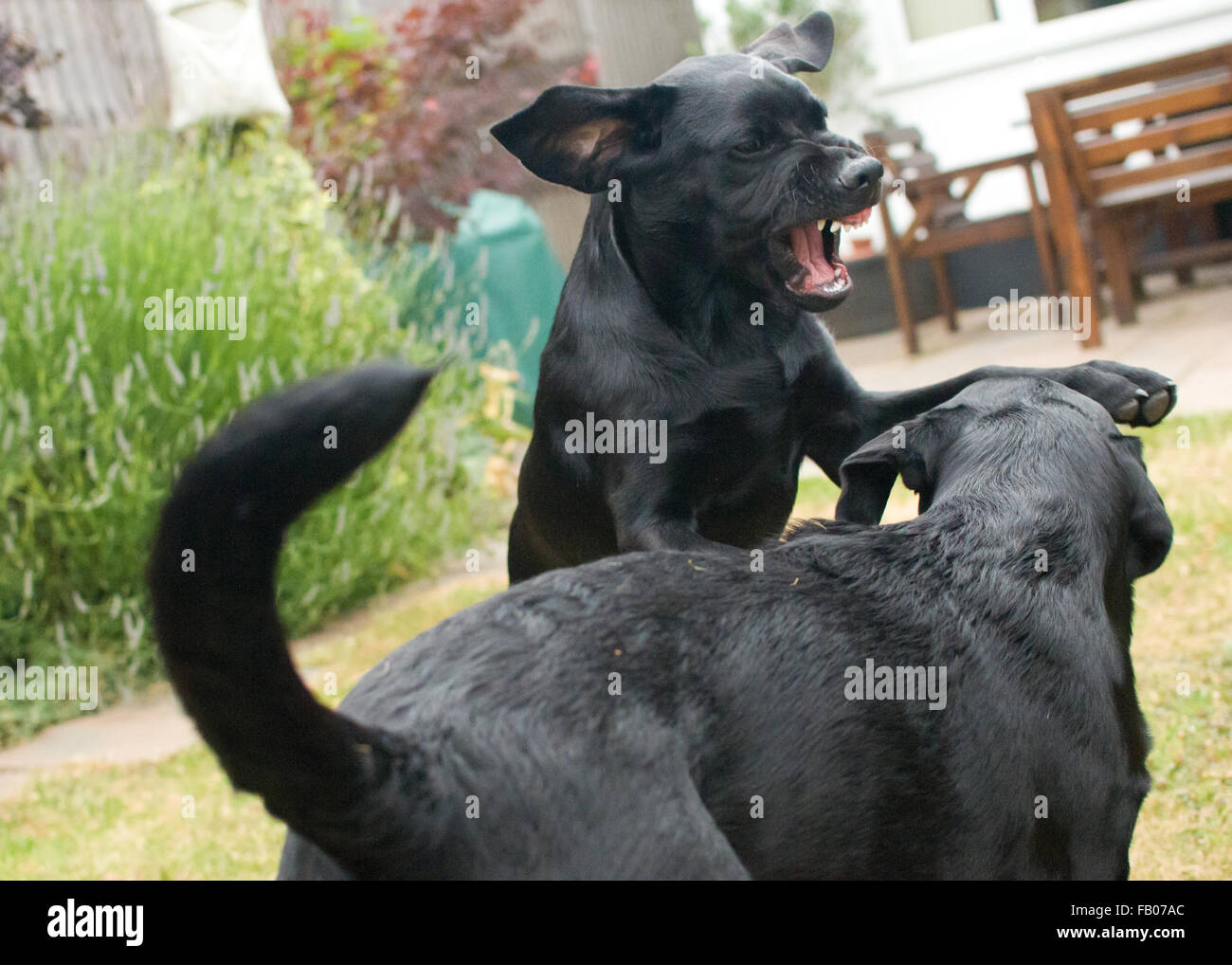 dogs play fighting Stock Photo - Alamy