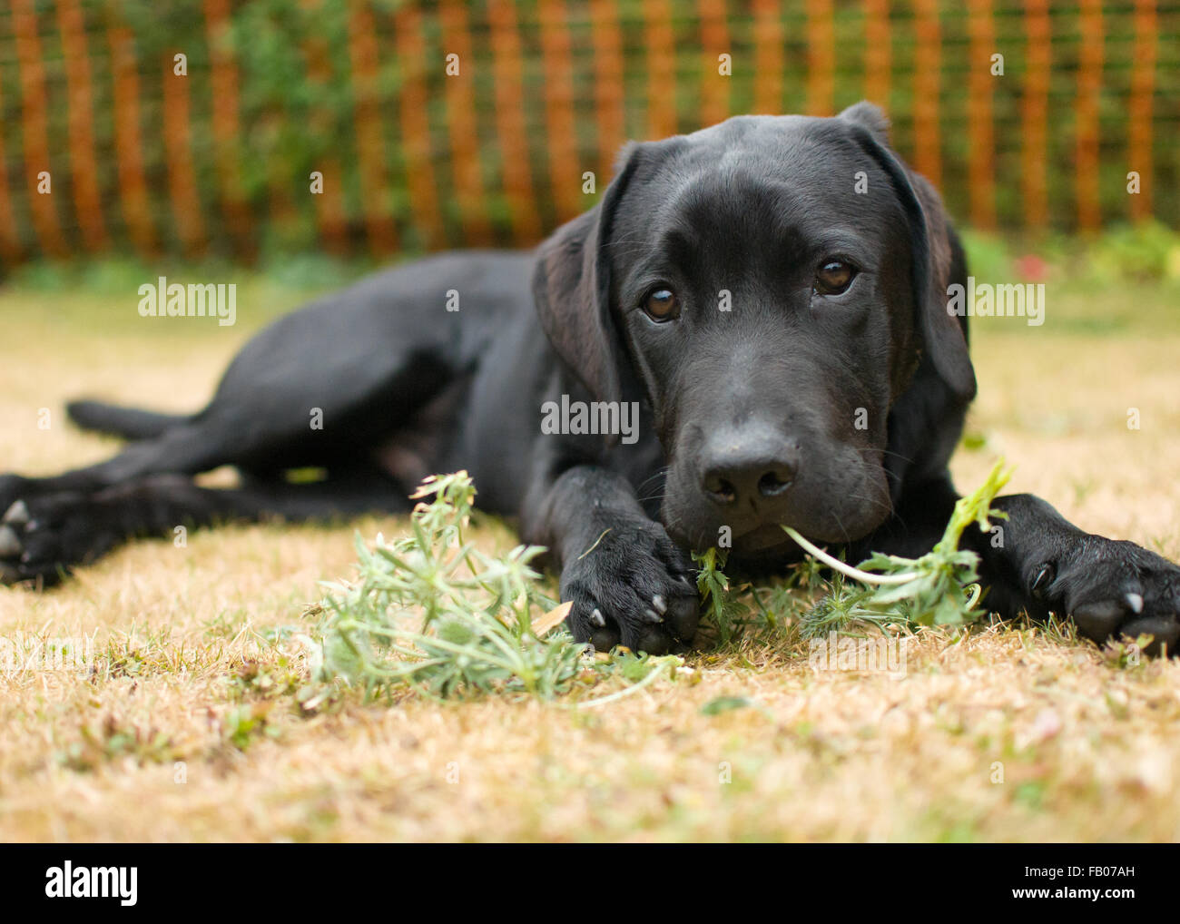 Black Labrador in garden Stock Photo - Alamy