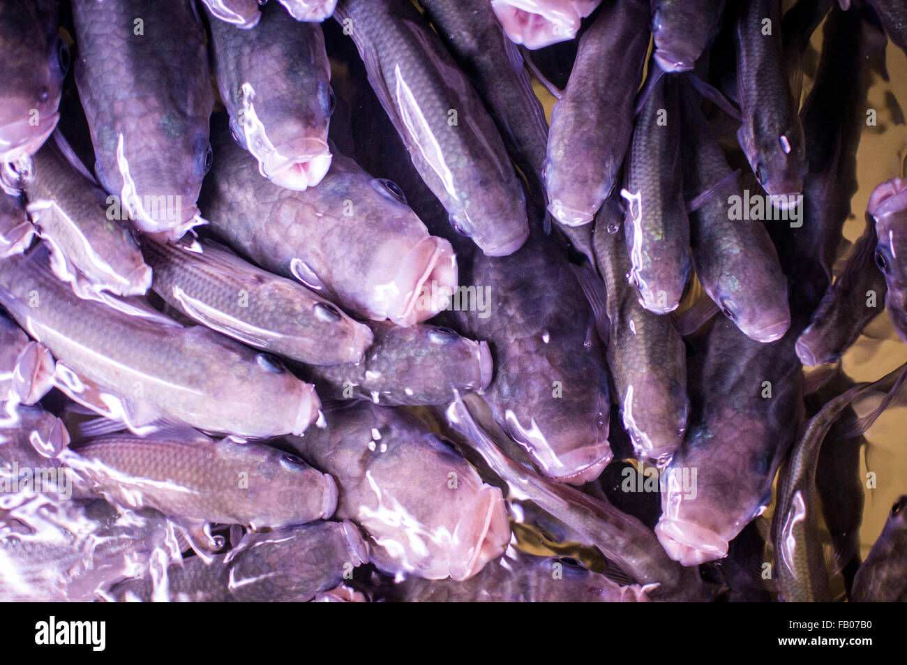 many fish in feeding frenzy Stock Photo - Alamy