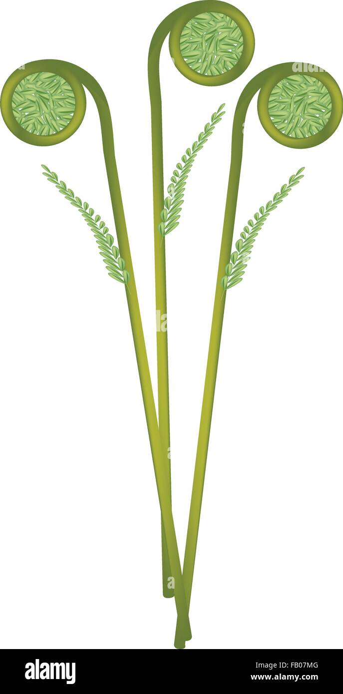 Vegetable, An Illustration of Delicious Fresh Green Fiddlehead Ferns ...