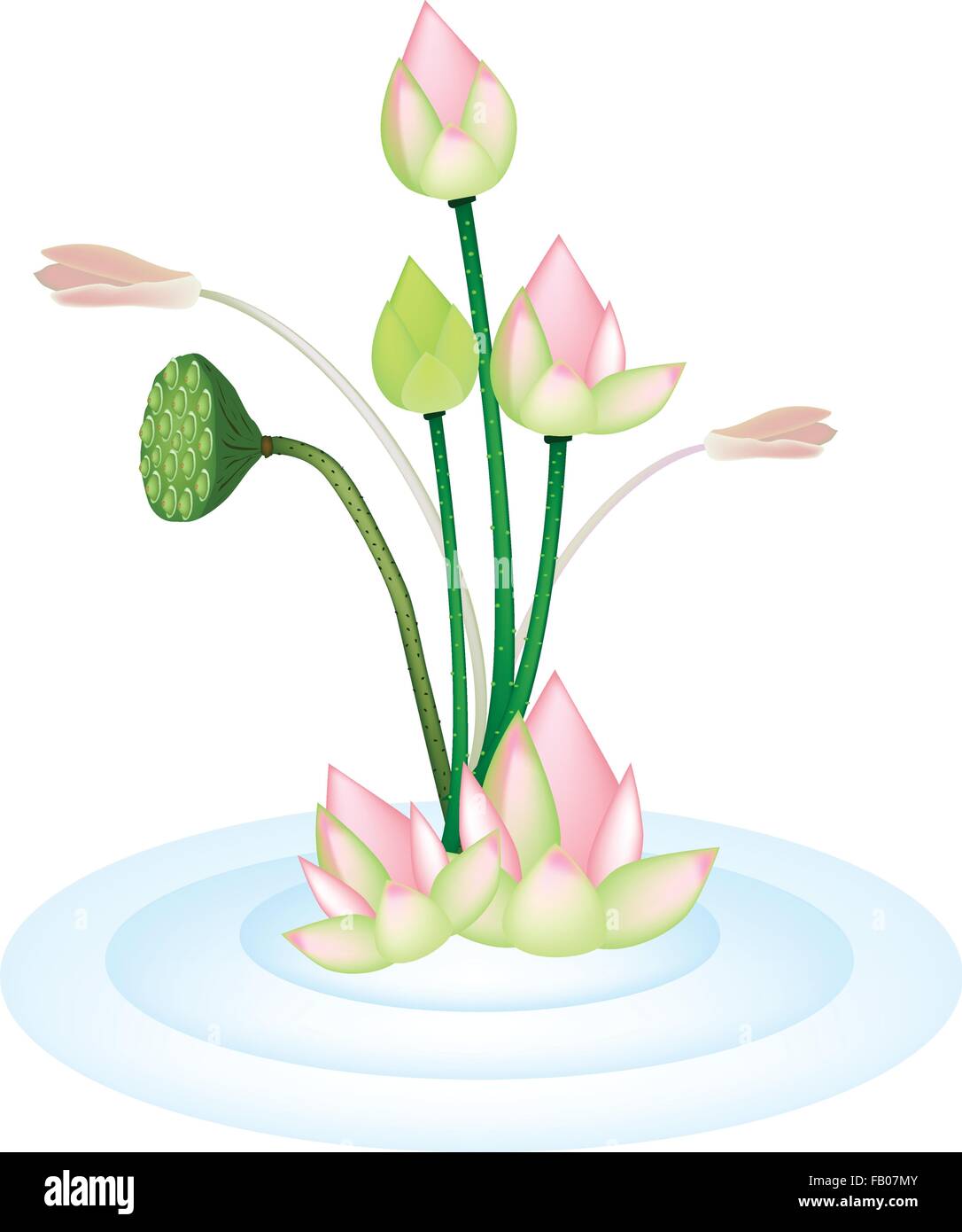 Blue lotus with seed pod Stock Vector Images - Alamy