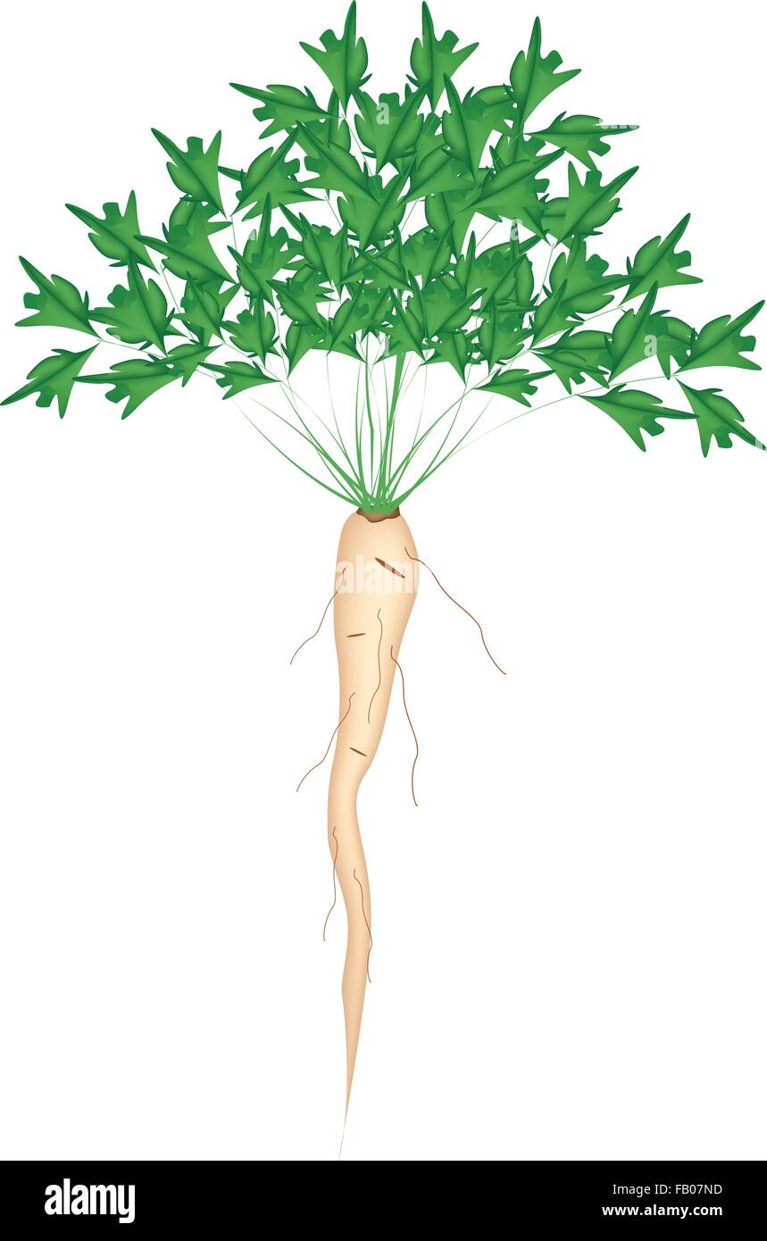 Vegetable and Herb, Illustration of Fresh Parsley or Parsnip with Root ...