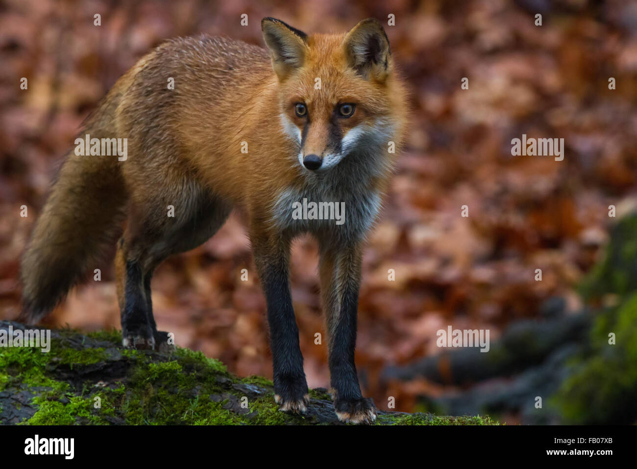 Red Fox Stalking High Resolution Stock Photography and Images - Alamy
