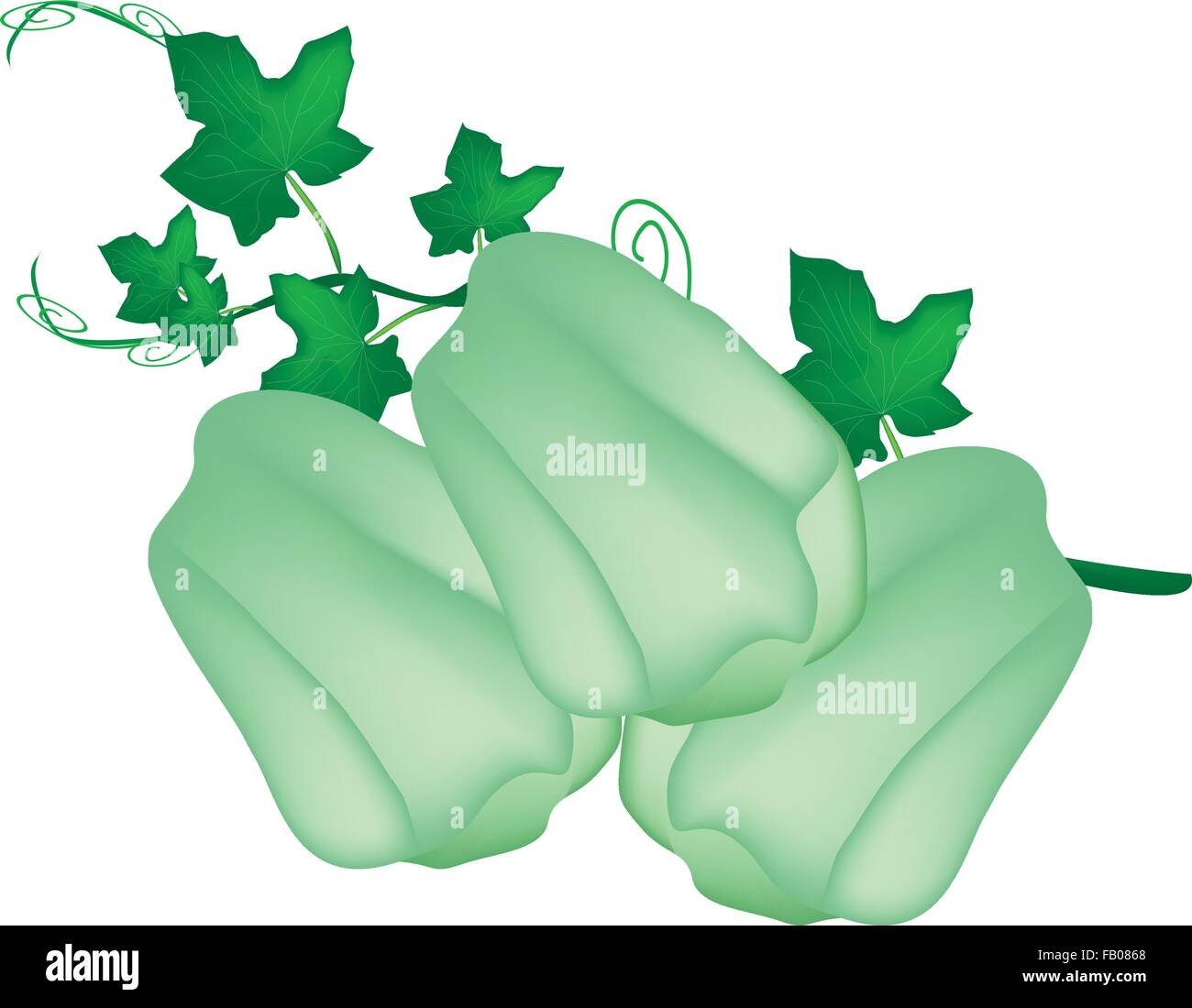 Vegetable, An Illustration of Chayote or Sechium Edule Fruit with Plant ...
