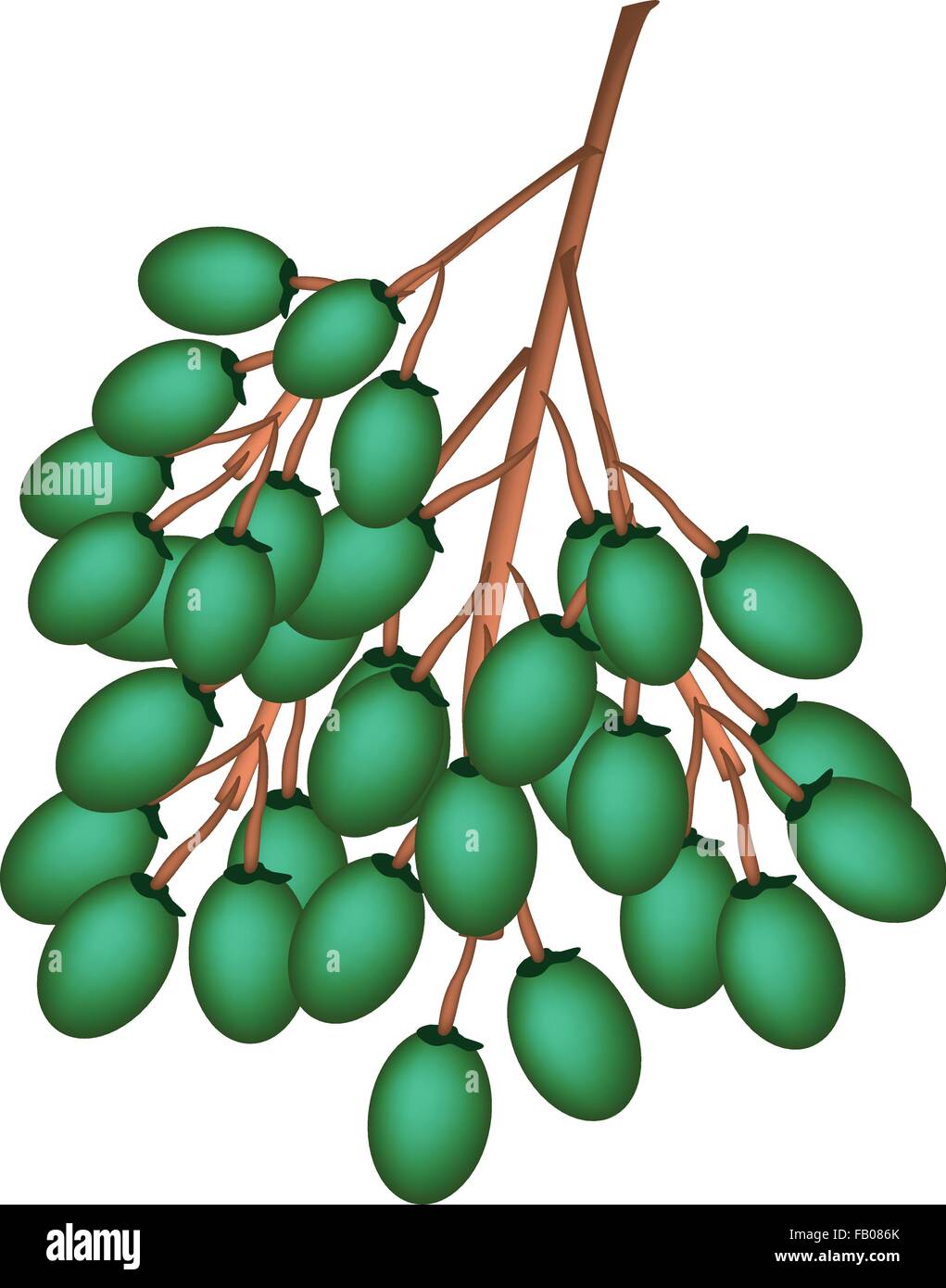 Betel nut tree Stock Vector Images - Alamy