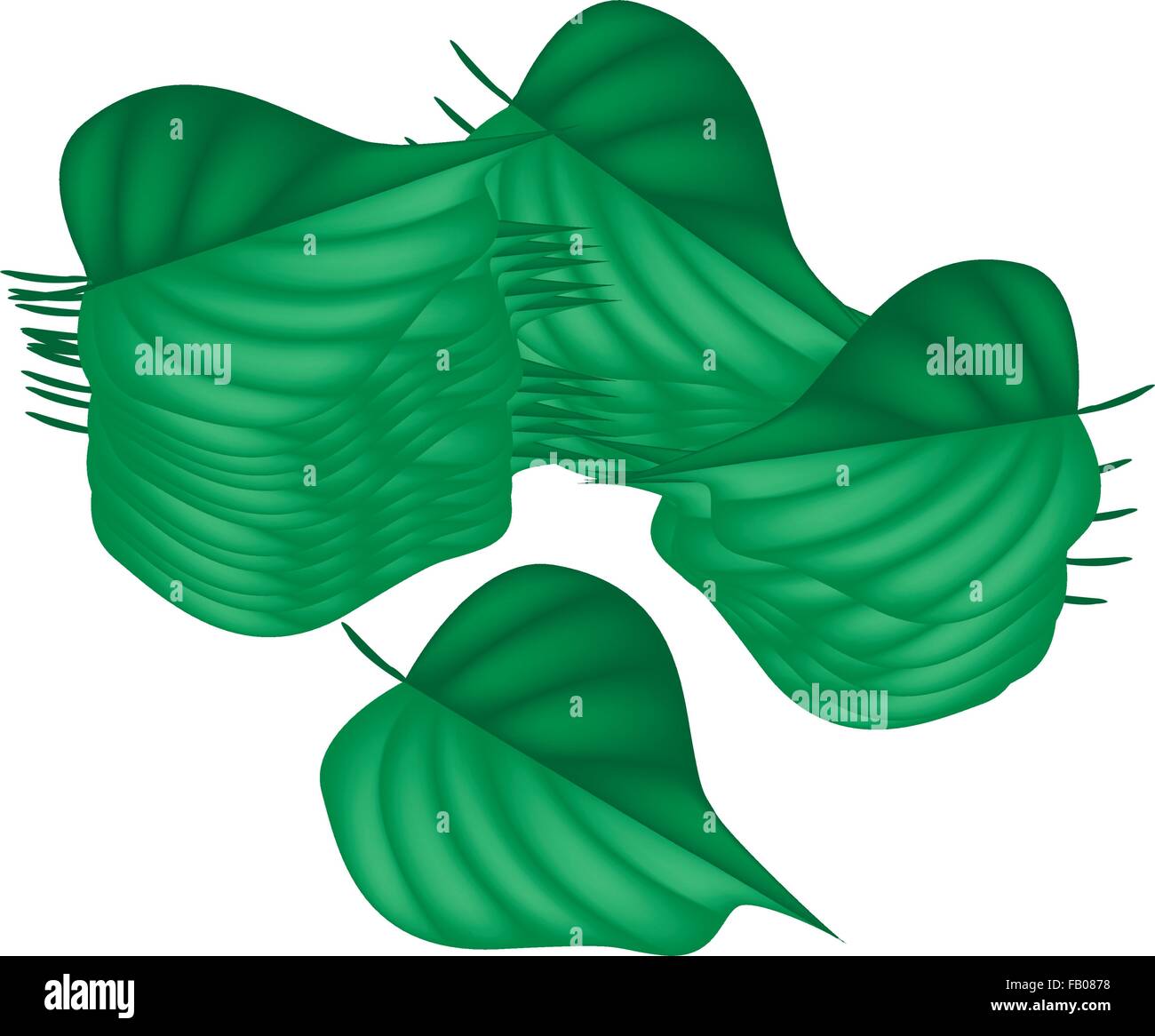 Betelnut of india Stock Vector Images - Alamy