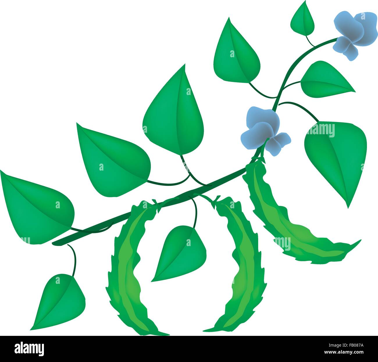 Green Bean Plant Clip Art