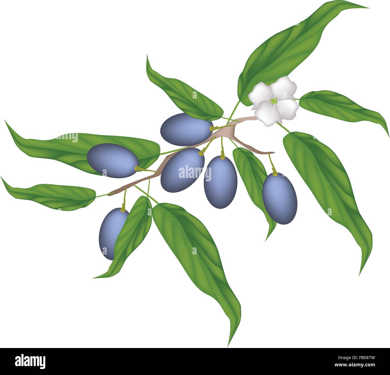 Fruit, An Illustration of Delicious Ripe China Olives with Leaves and ...