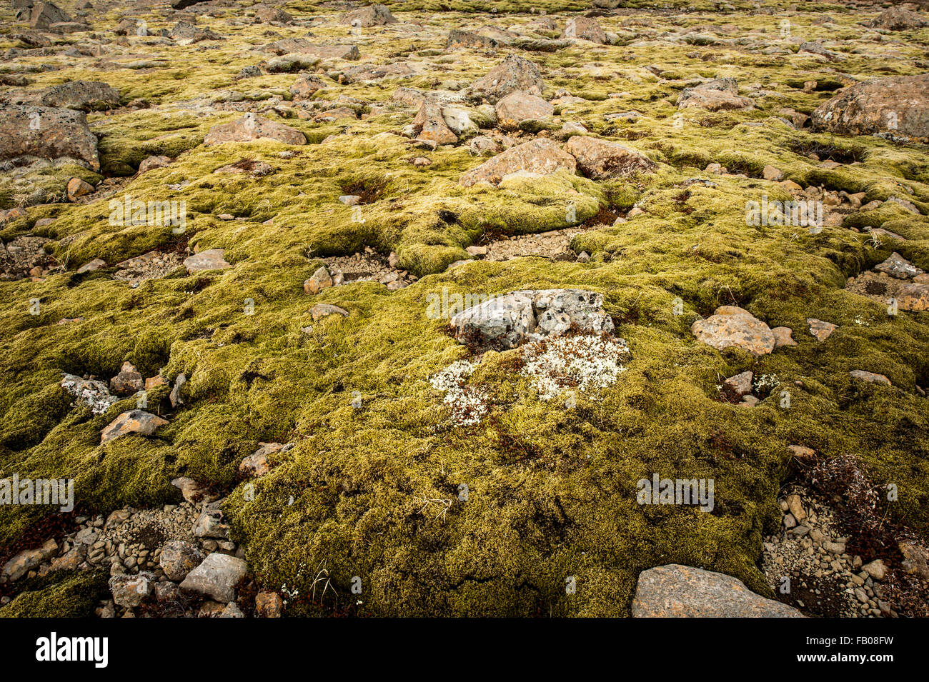 Rock and moss cover the ground in the Icelandic highlands Stock Photo ...