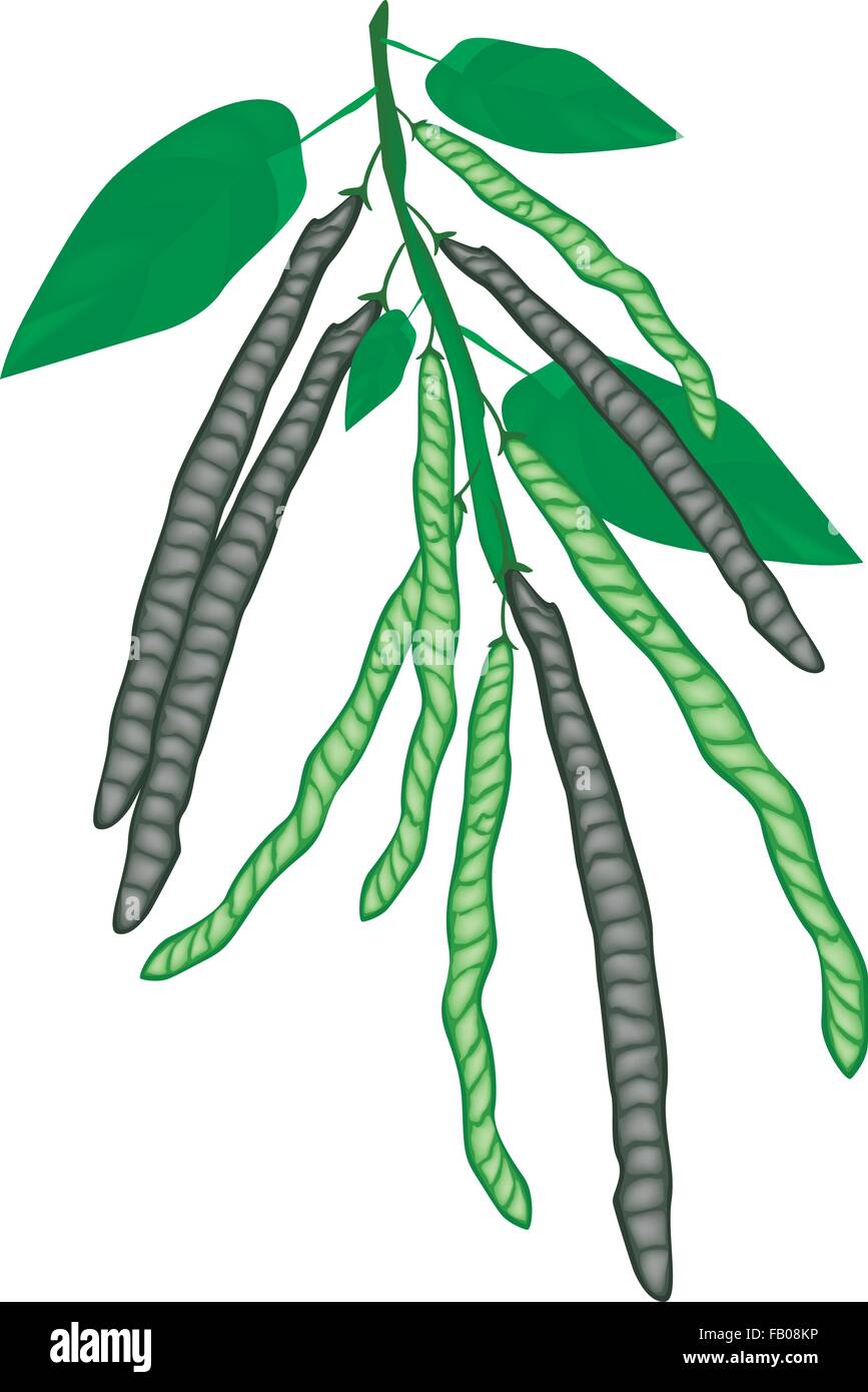 Vigna mungo tree Stock Vector Images - Alamy